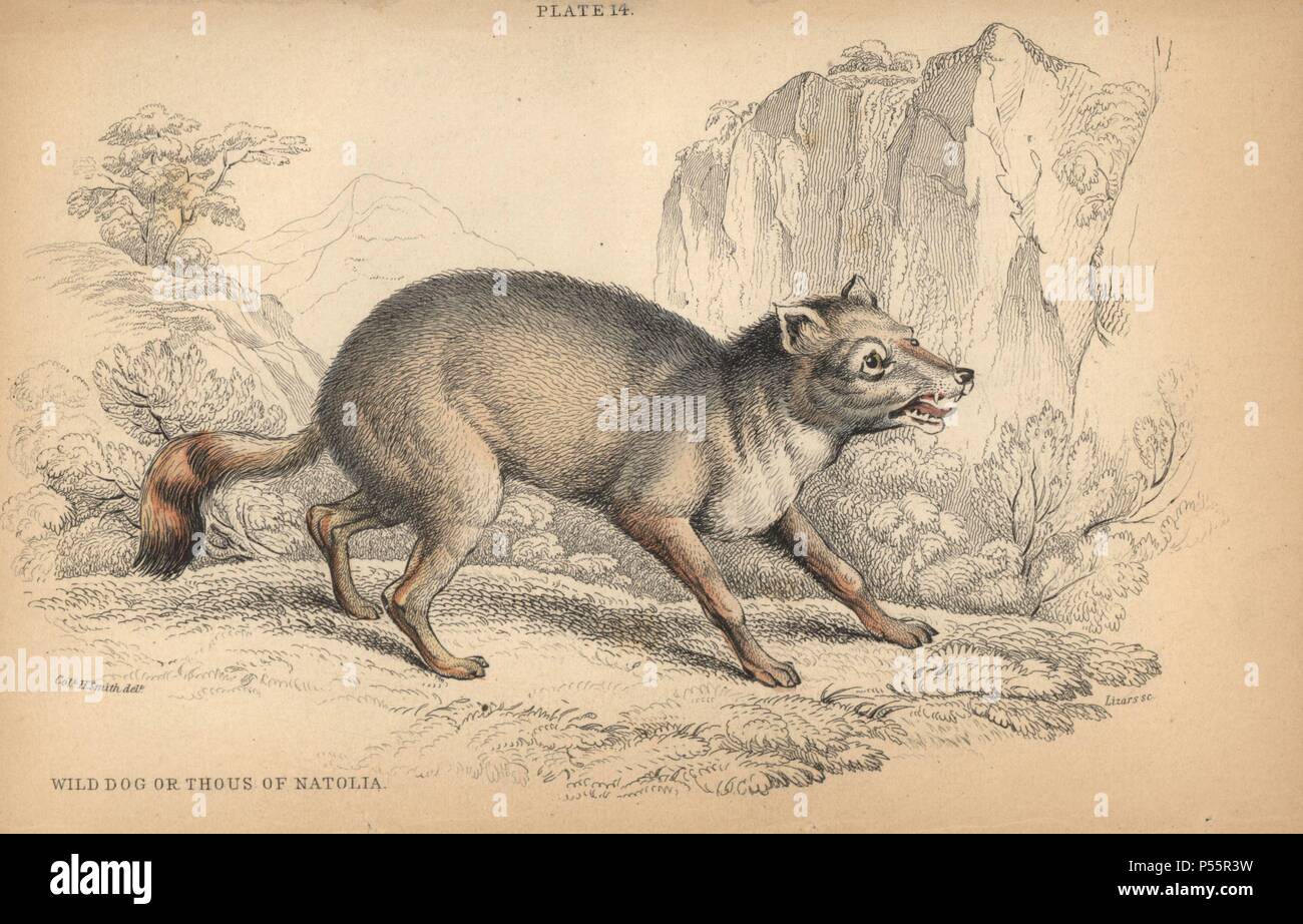 Wild dog of Natolia, Thous acmon. Perhaps the Schib of Syria. Current ...