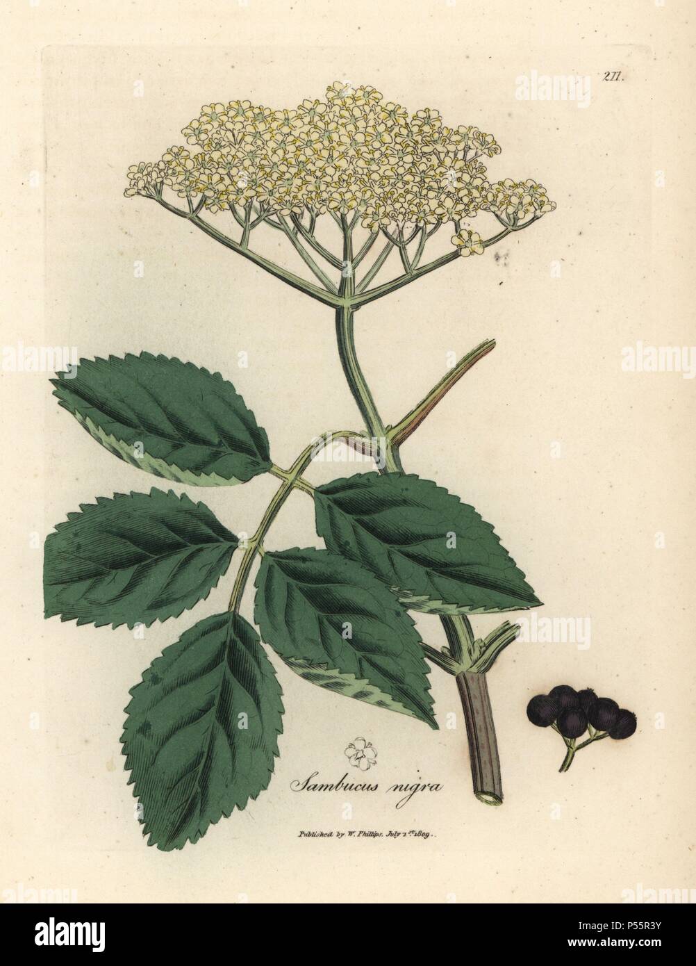 Common black elder tree, Sambucus nigra. Handcoloured copperplate ...