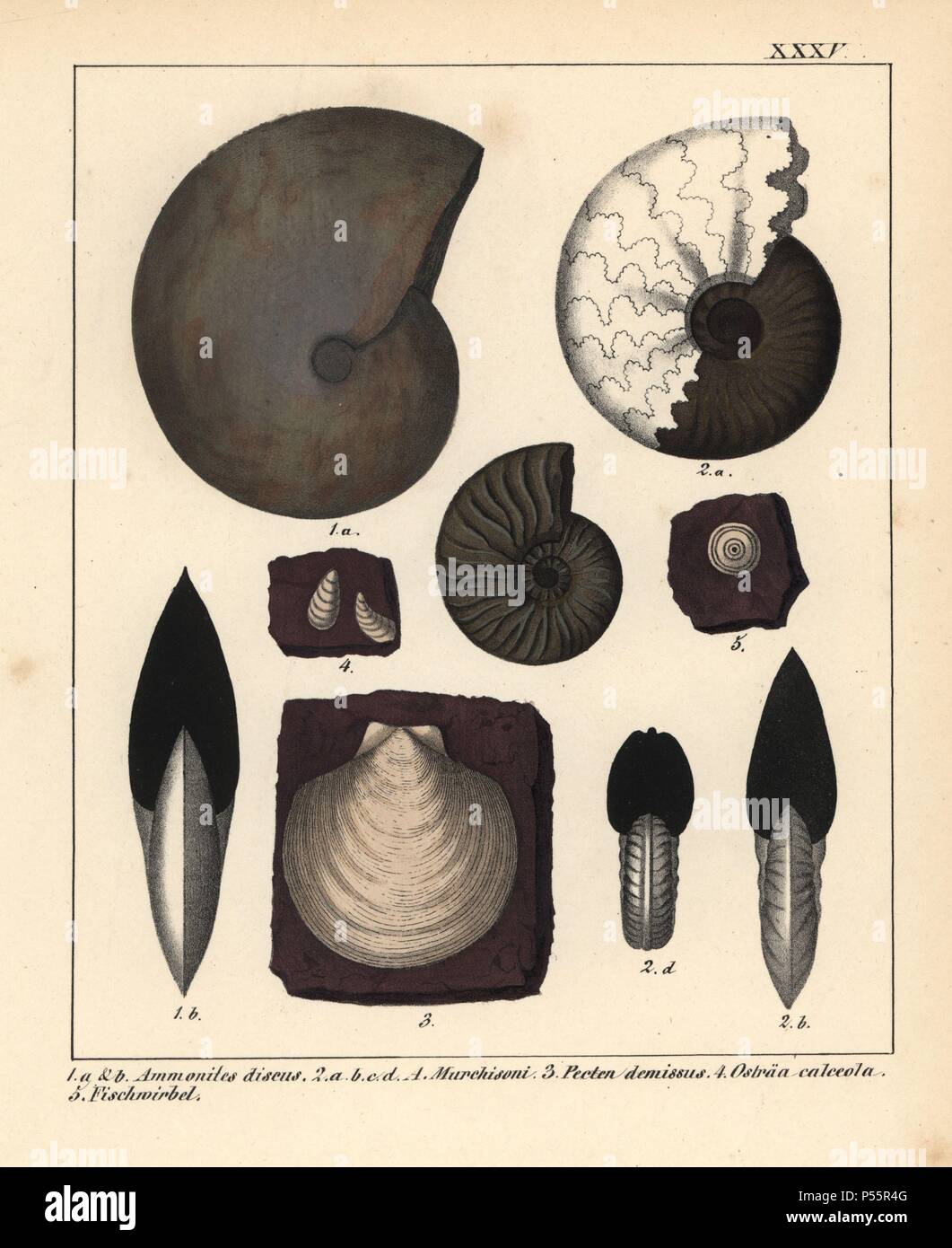 Fossil pecten hi-res stock photography and images - Alamy