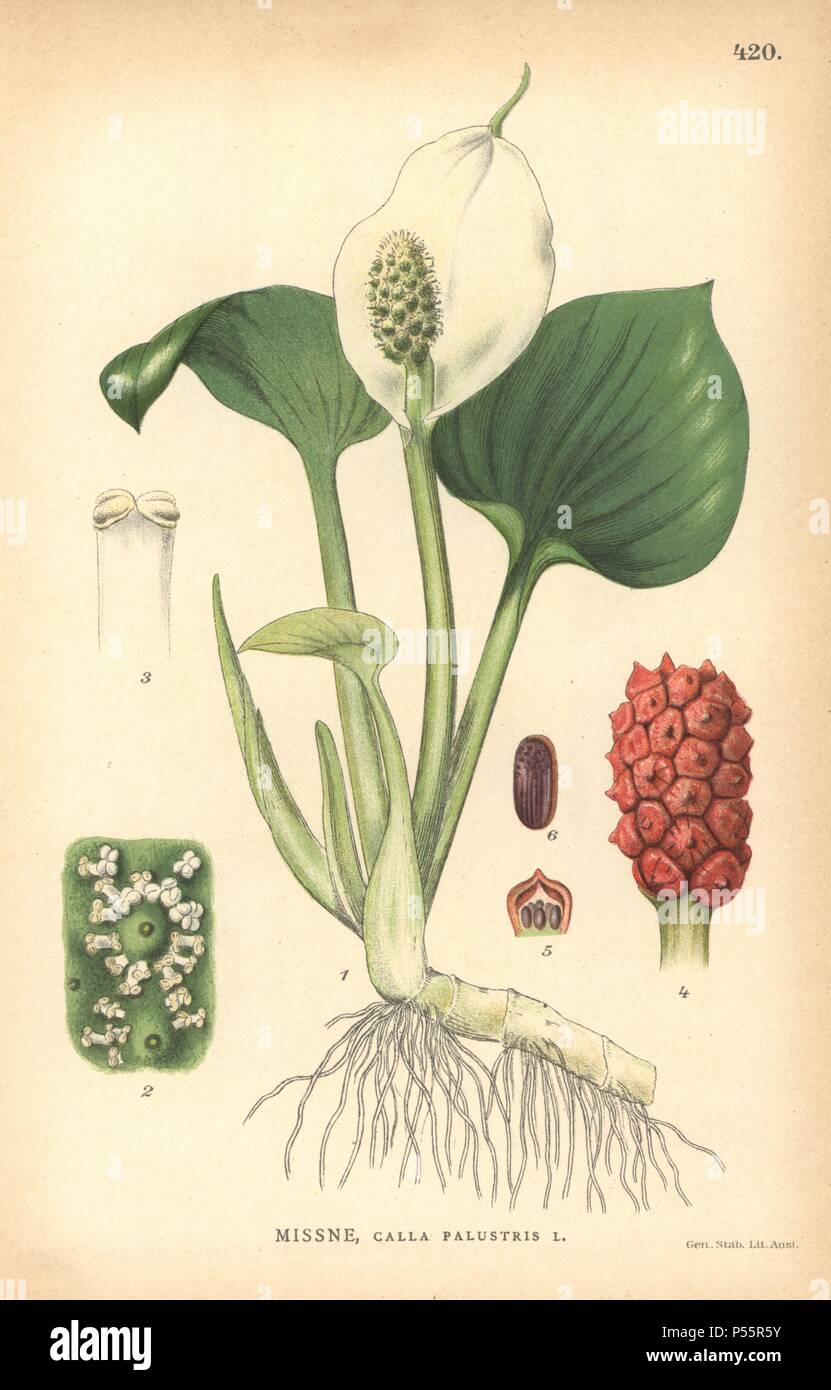 Bog arum, Calla palustris. Chromolithograph from Carl Lindman's "Bilder ...