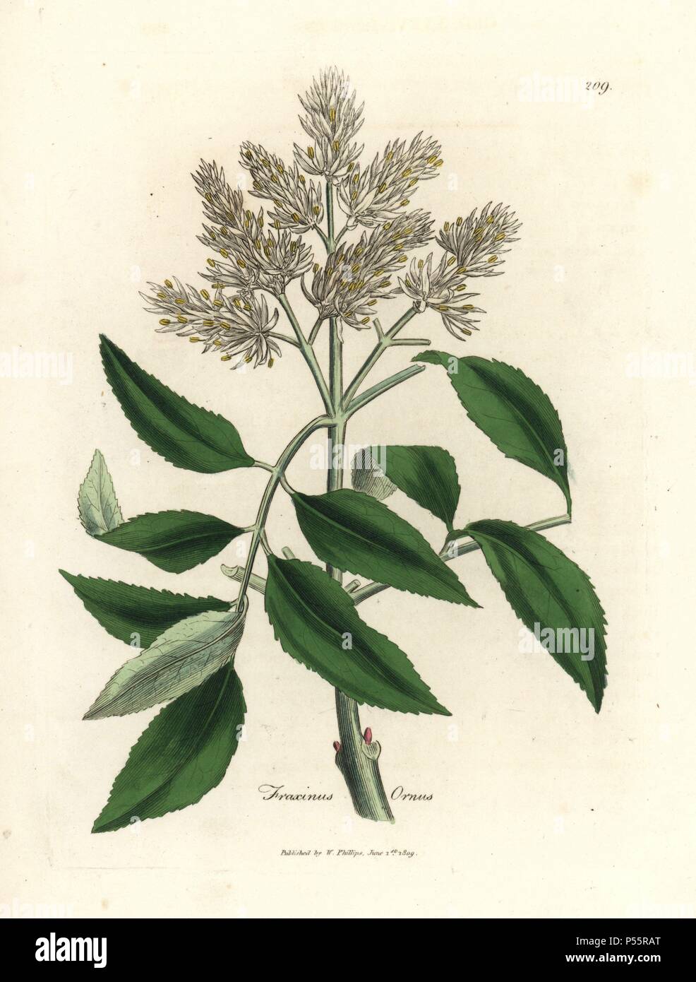 Flowering ash tree, Fraxinus ornus. Handcoloured copperplate engraving ...