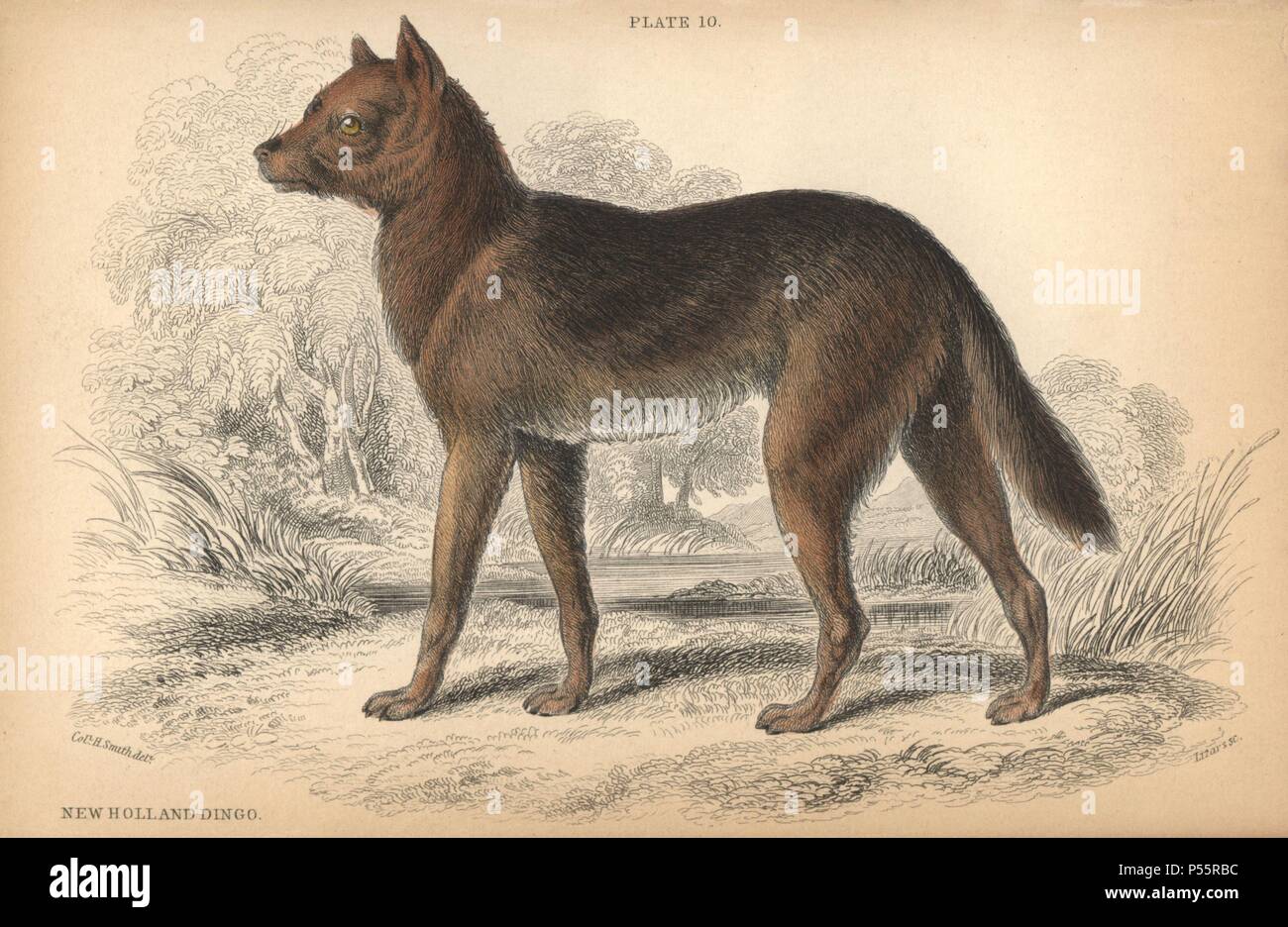 New Holland Dingo High Resolution Stock Photography and Images - Alamy