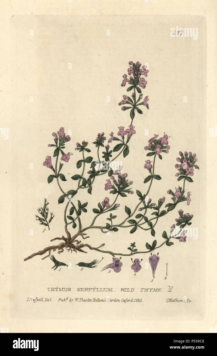 Wild thyme, Thymus serpyllum. Handcoloured copperplate engraving from a ...