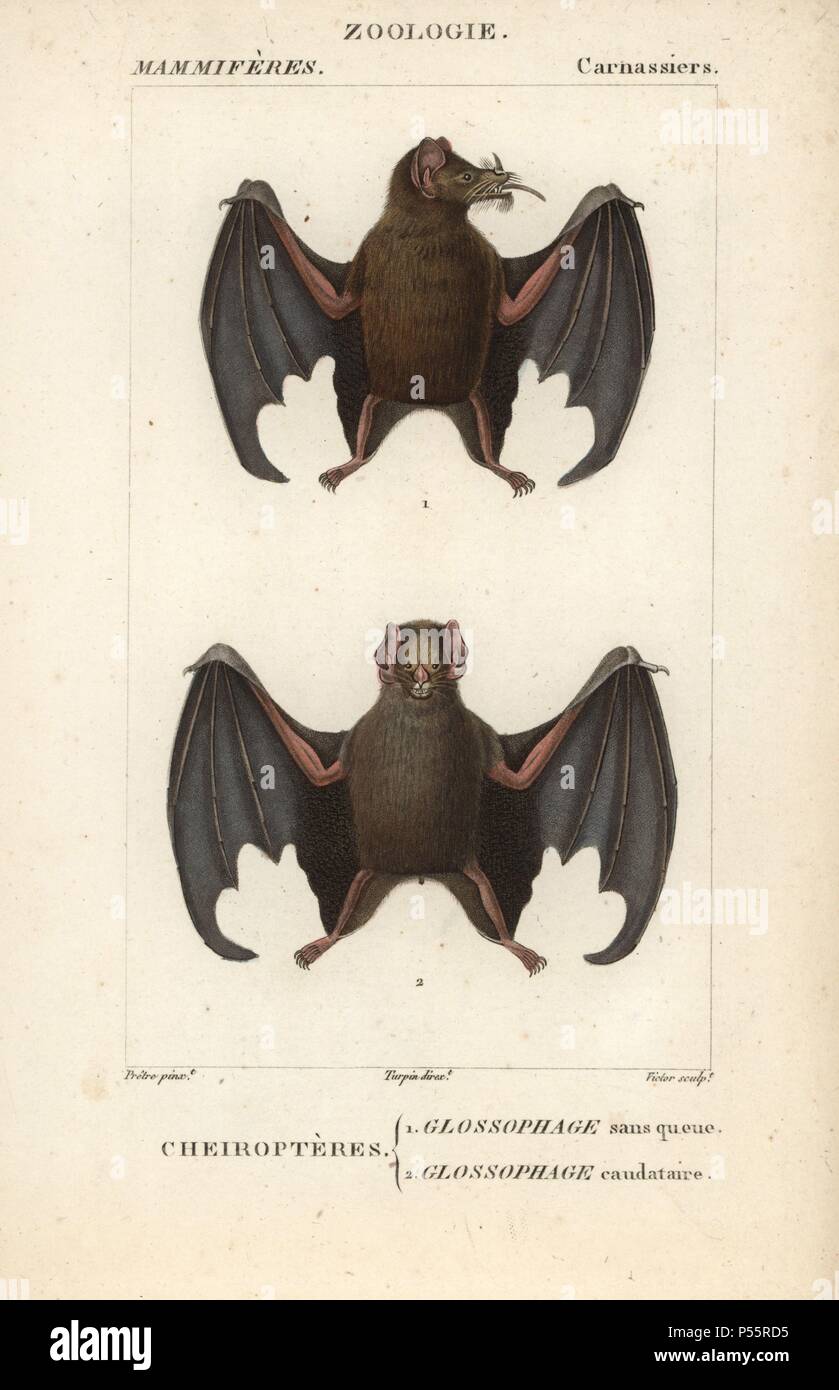 Tailed tailless bat, Anoura caudifer, and lesser tailless bat ...