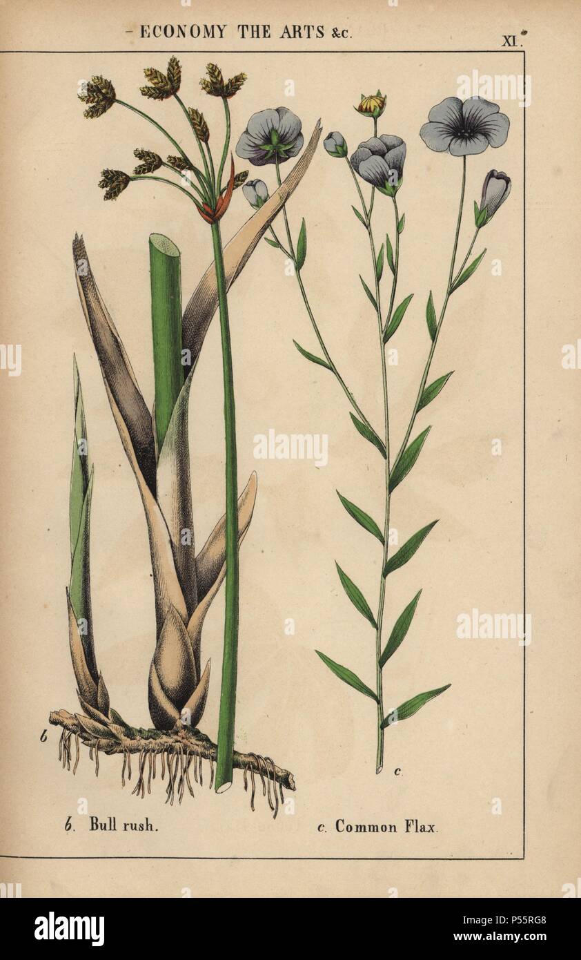 Bulrush cyperus papyrus hi-res stock photography and images - Alamy