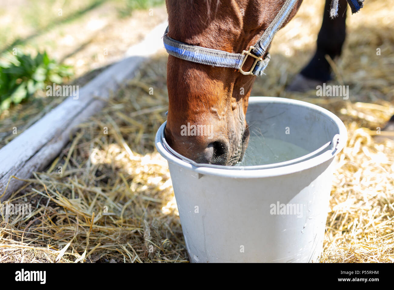 Farm Animal Drinking Water High Resolution Stock Photography and Images ...