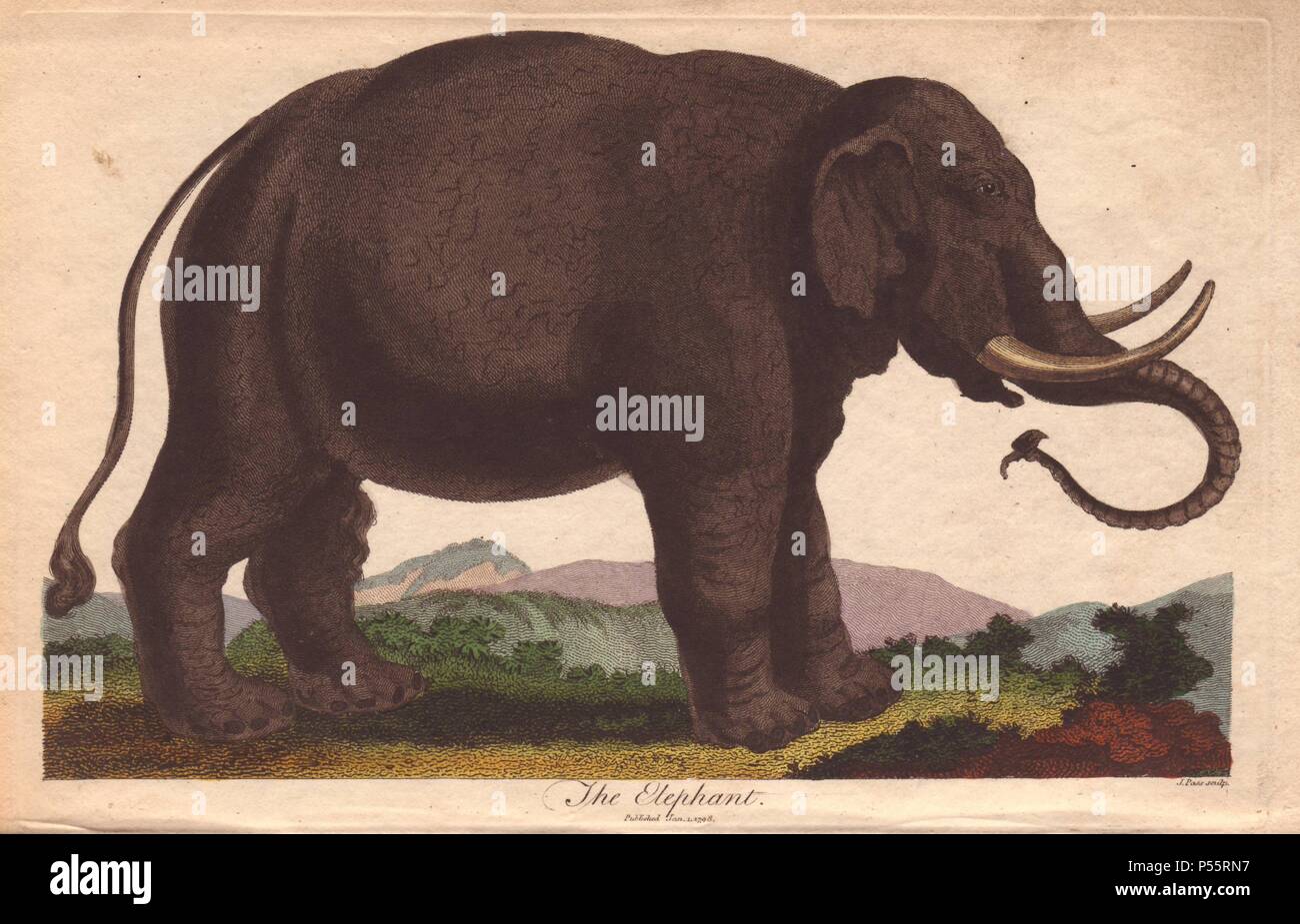 Elephant (Elephas maximus) . . Hand-colored copperplate engraving from ...