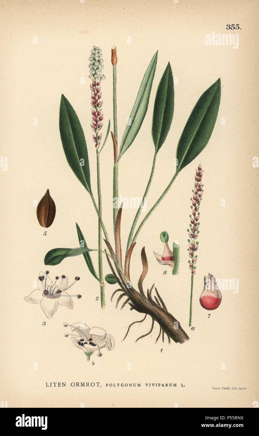 Viviparum hi-res stock photography and images - Alamy