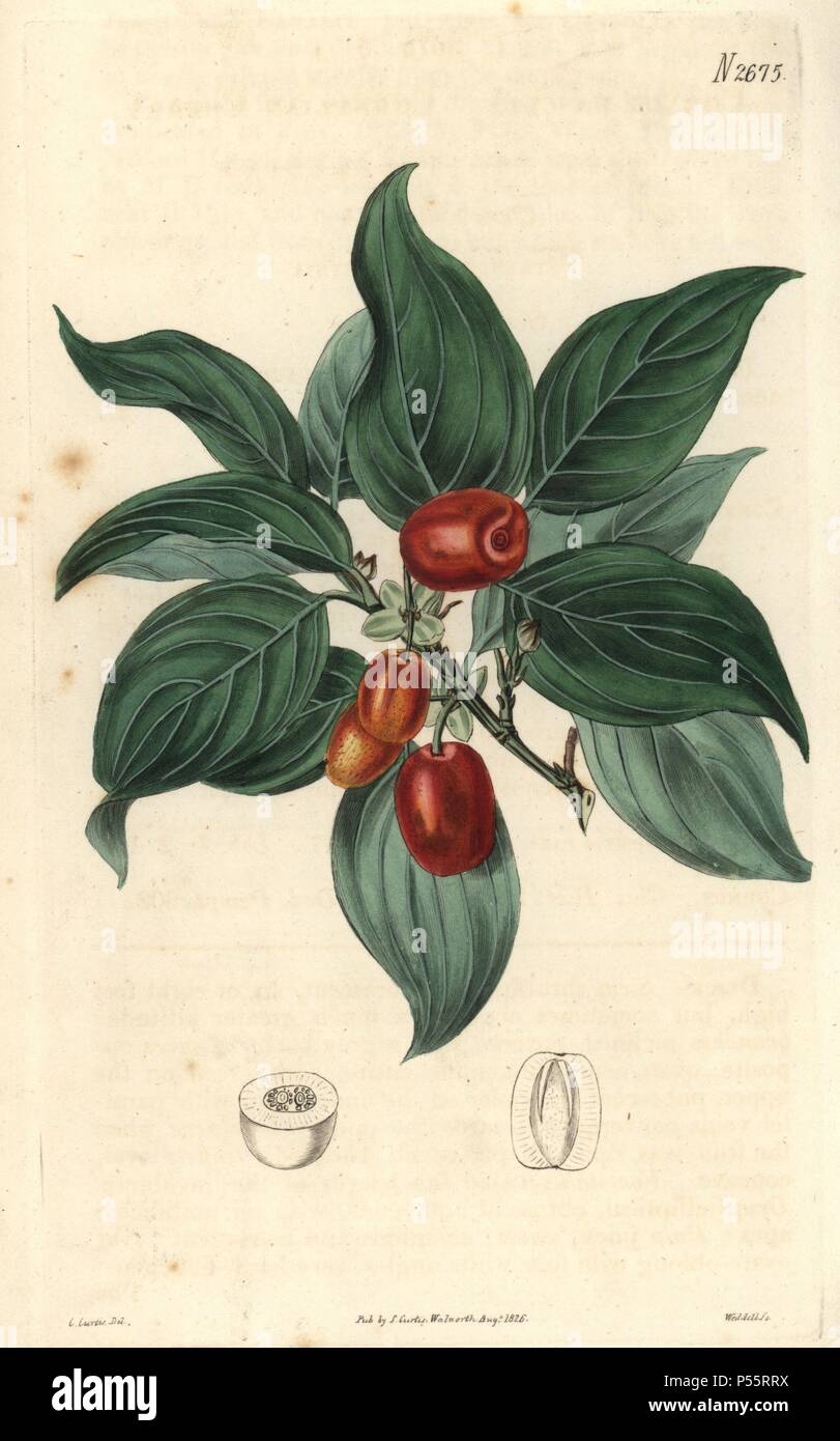 Cornelian cherry. Cornus mascula. Austrian cherry with fruit on the ...