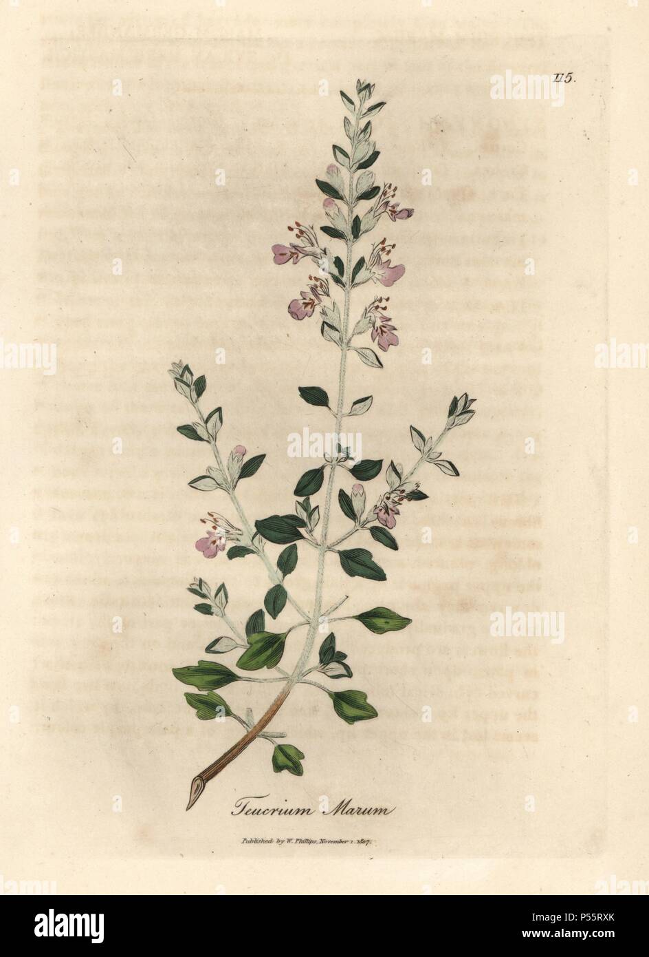 Cat thyme, Teucrium marum. Handcoloured copperplate engraving from a ...
