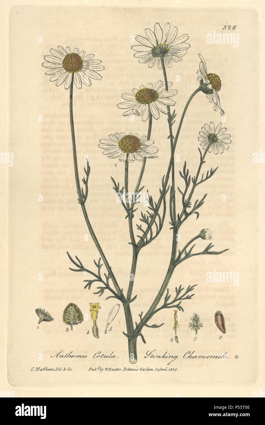 Stinking chamomile, Anthemis cotula. Handcoloured copperplate drawn and ...