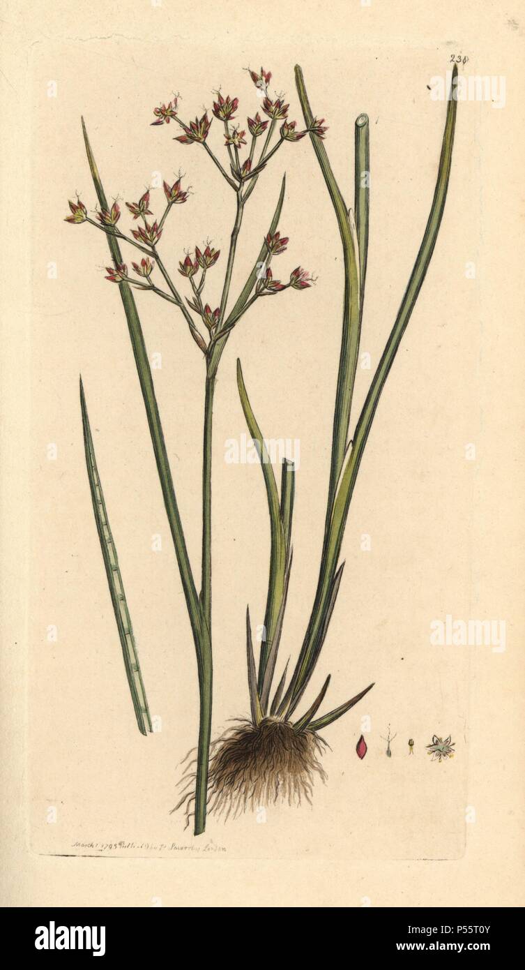 Jointed rush, Juncus articulatus. Handcoloured copperplate engraving ...