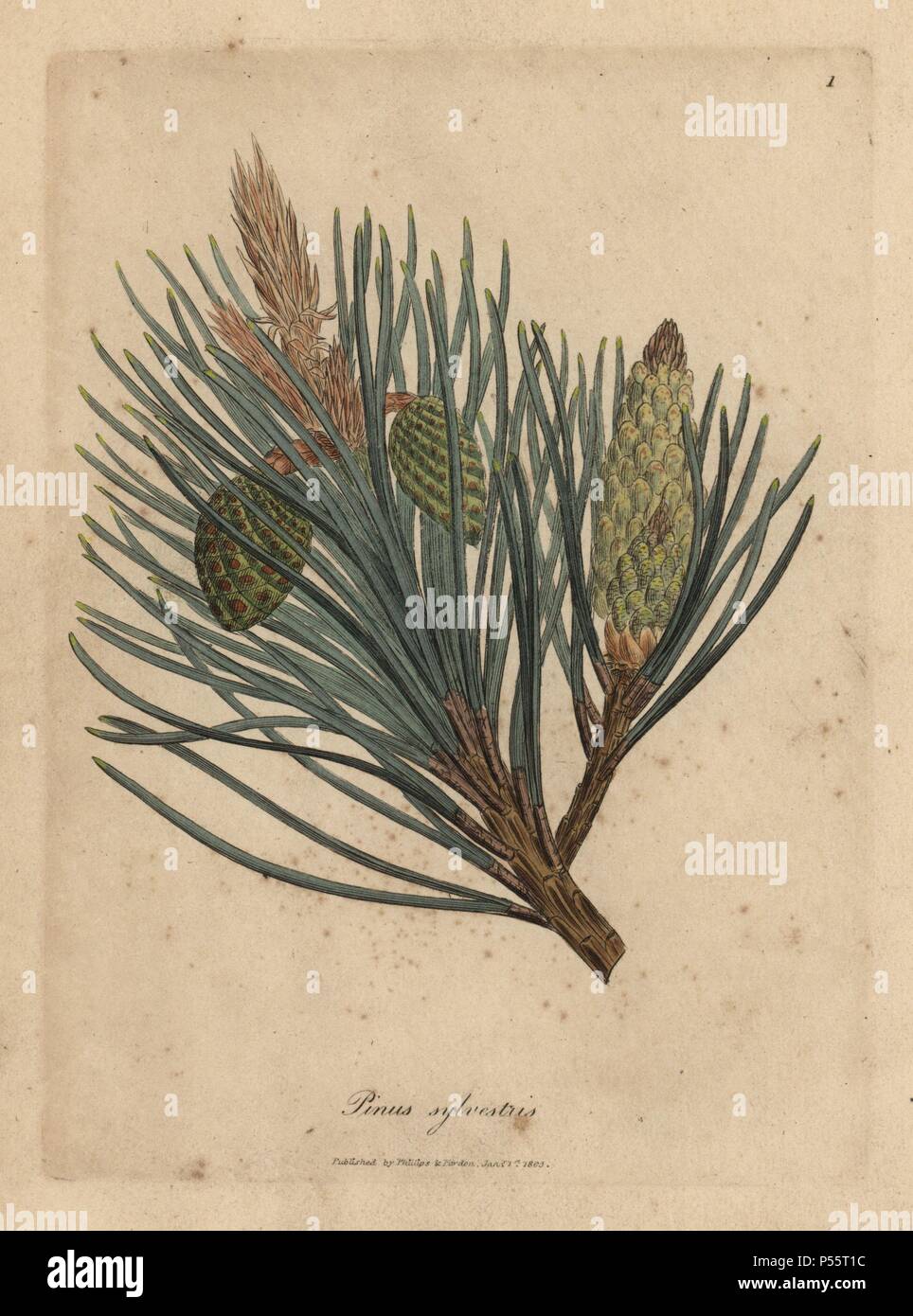 Scotch fir or Scots pine, Pinus sylvestris. Handcoloured copperplate ...