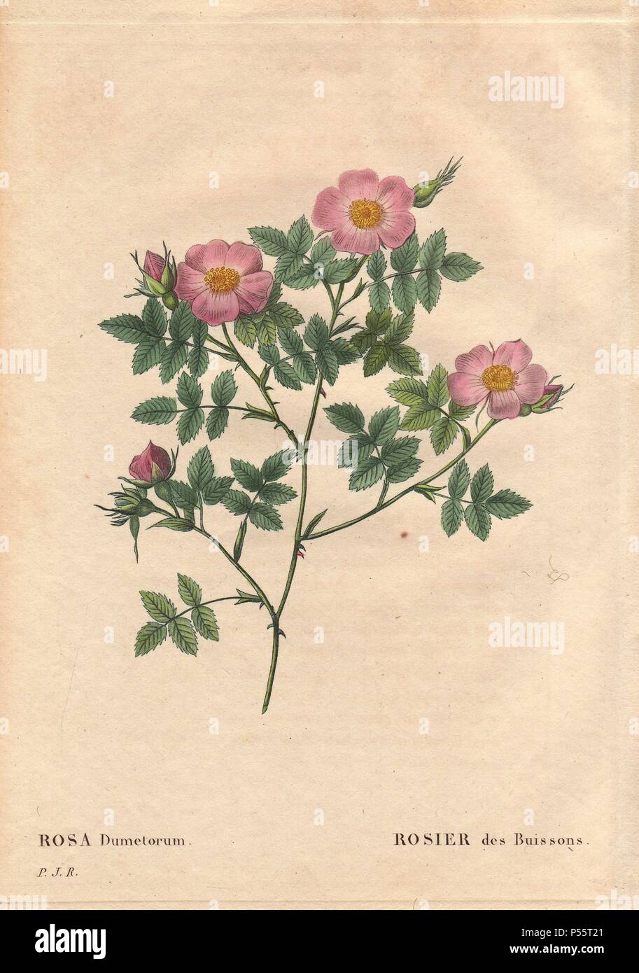 Pale pink thicket rose (Rosa dumetorum).. Rosier des Buissons. A ...