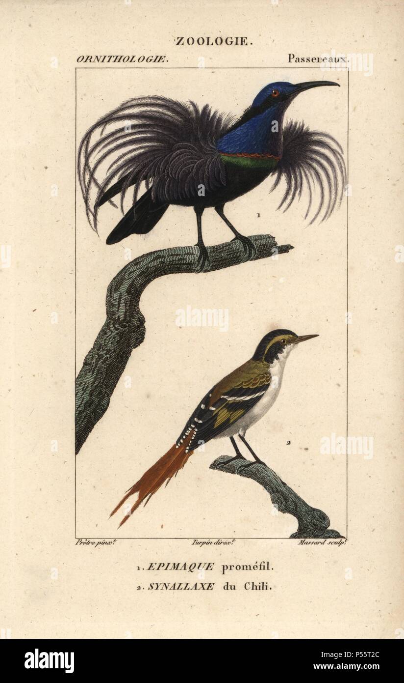 Magnificent riflebird, Ptiloris magnificus, and thorn-tailed rayadito ...