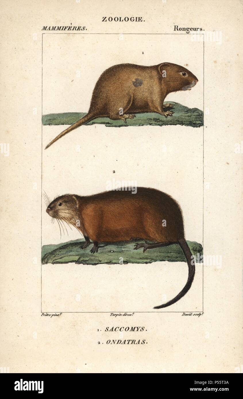 Desmarest's spiny pocket mouse, Heteromys desmarestianus, and muskrat ...