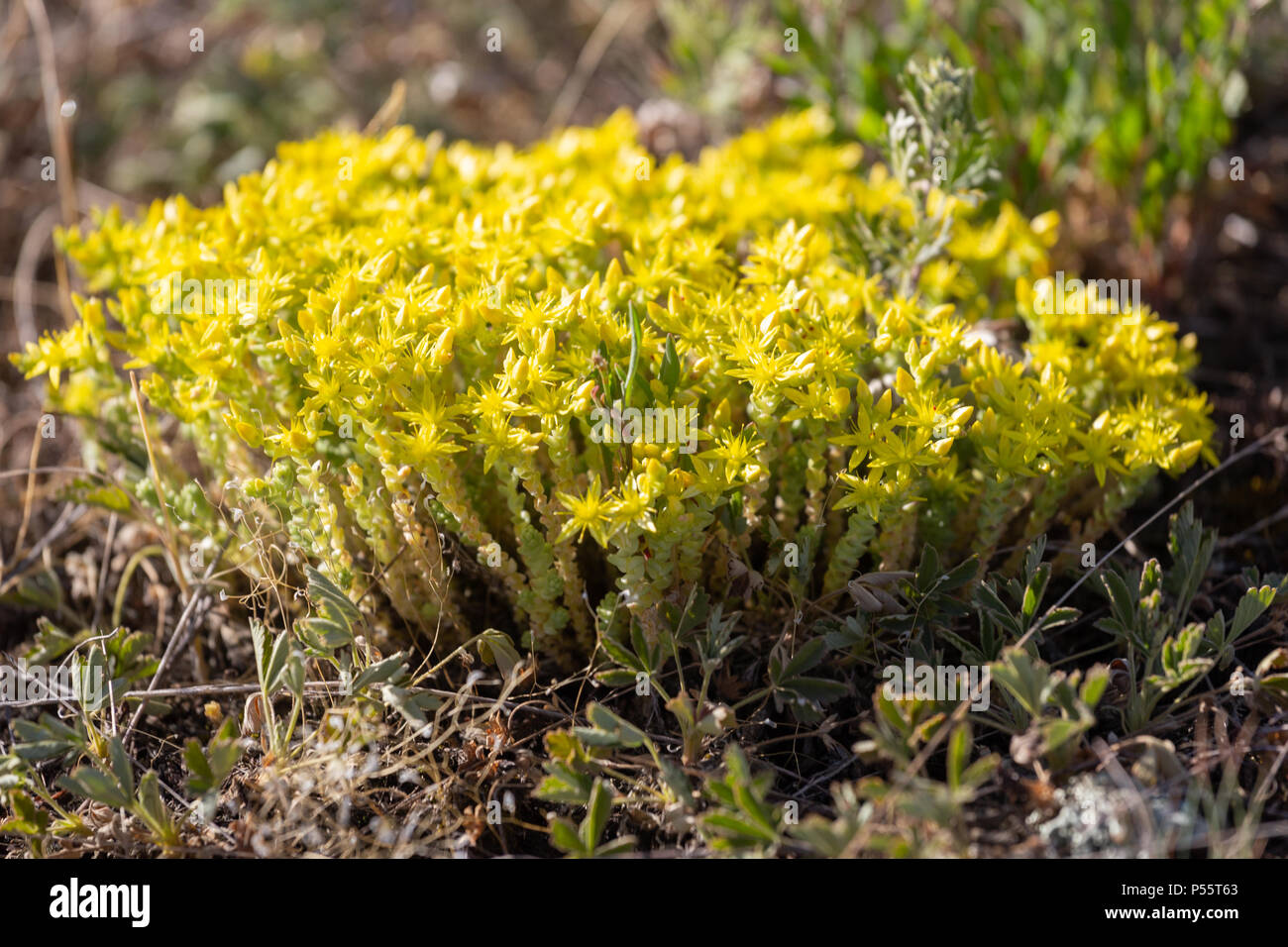 Gold moss sedum acre hi-res stock photography and images - Alamy