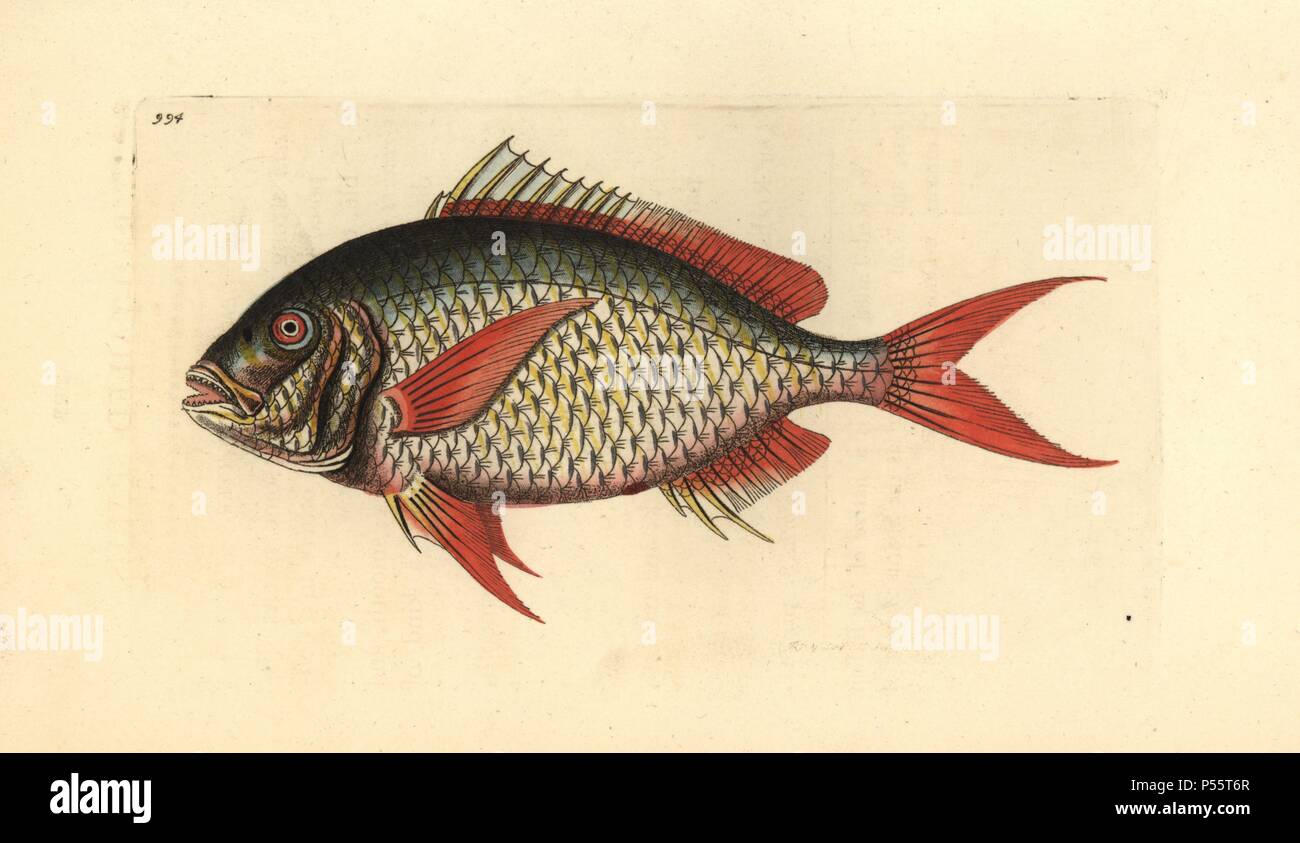 Deepbody mojarra, Gerres erythrourus. Illustration drawn and engraved ...