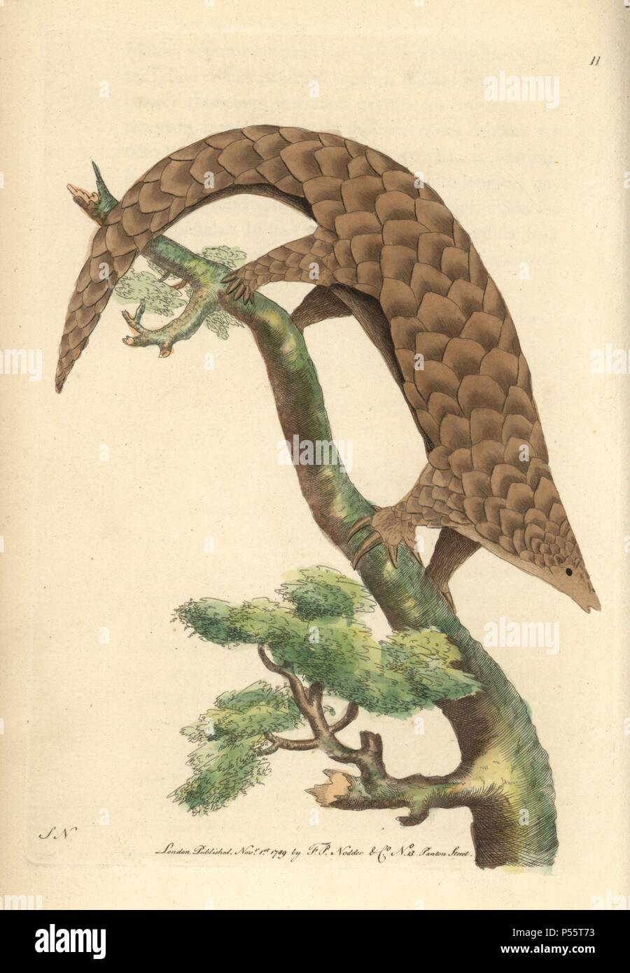 Five-toed manis, Chinese pangolin, or scaly anteater. Manis ...