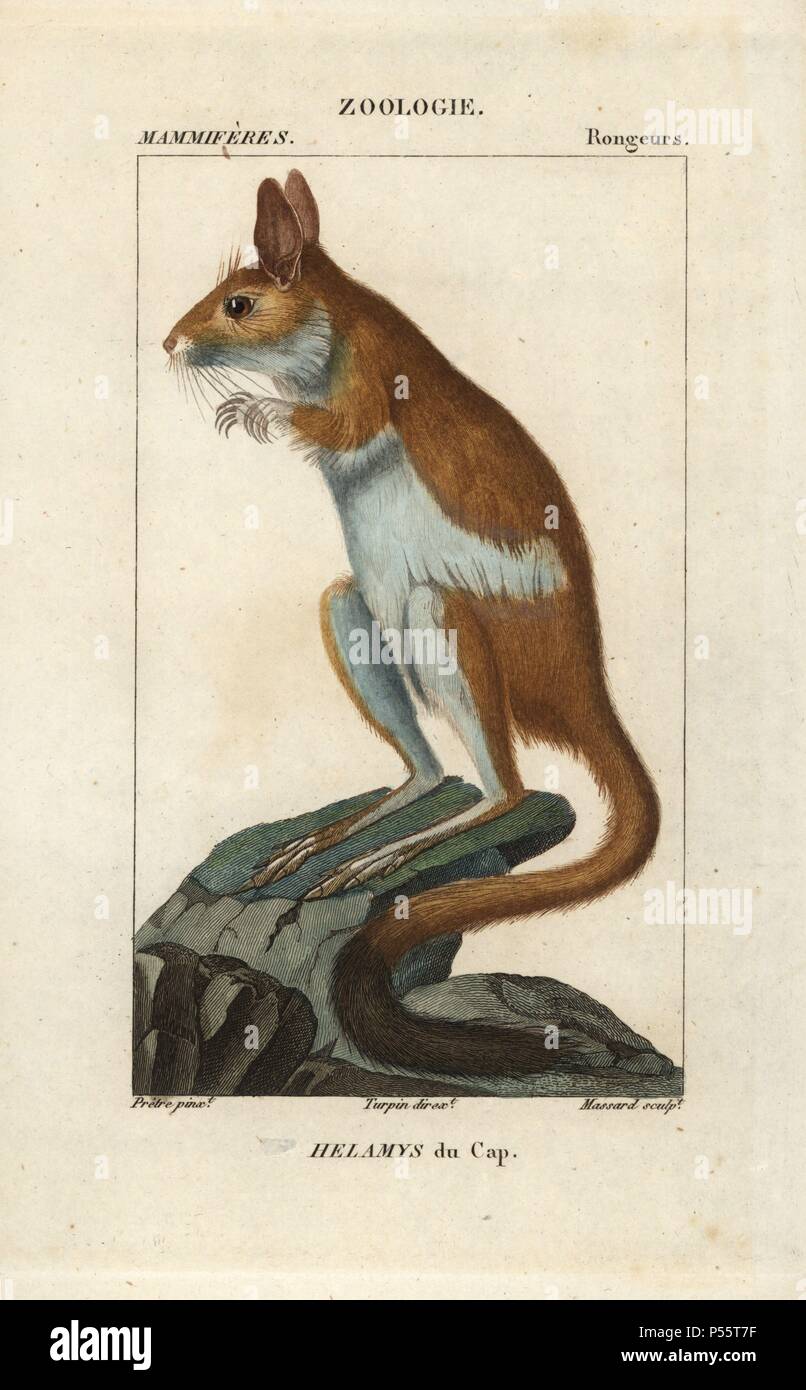 South african springhare pedetes capensis hi-res stock photography and ...