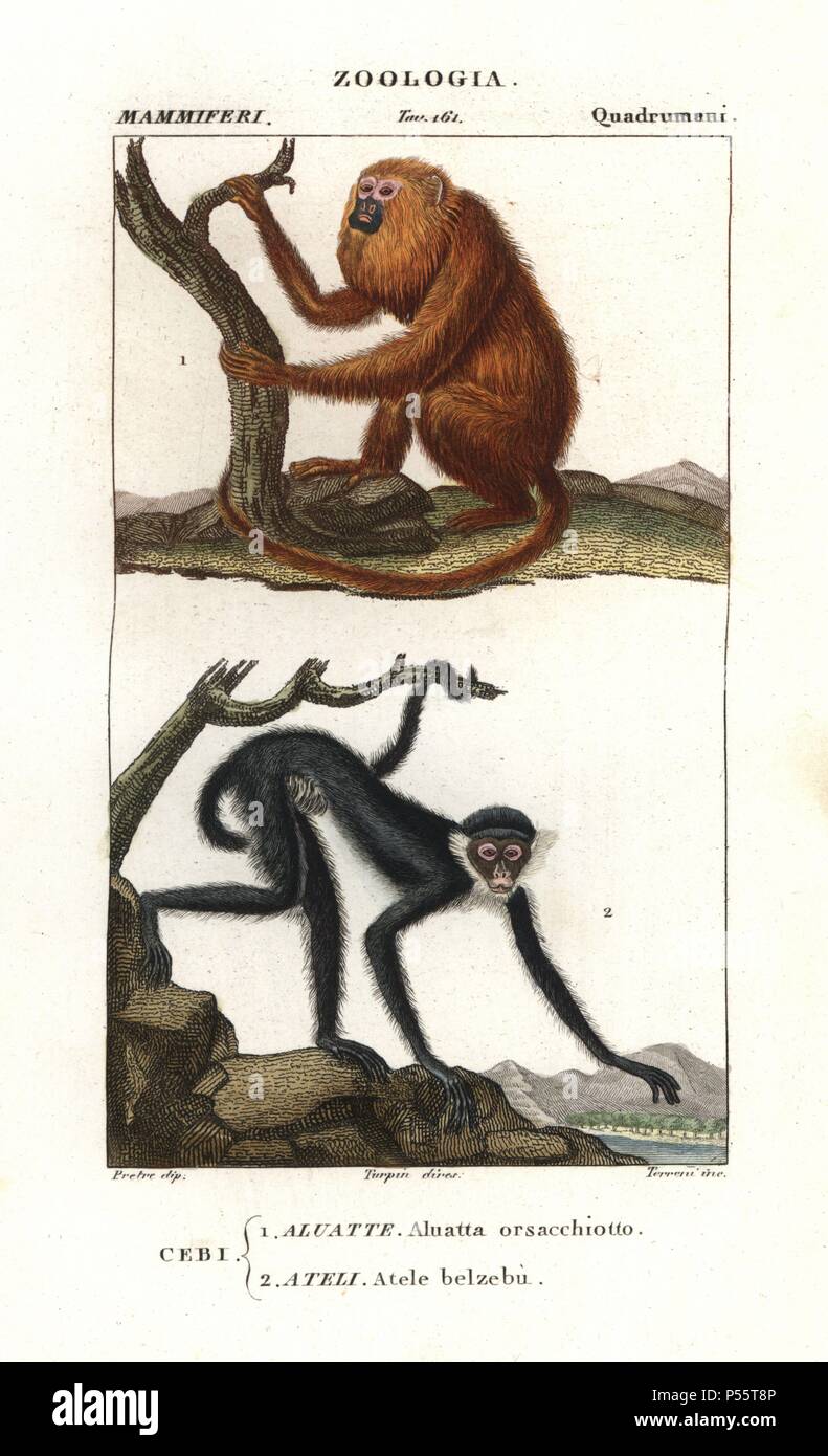 Red howler monkey, Alouatta seniculus, and white-fronted spider monkey ...