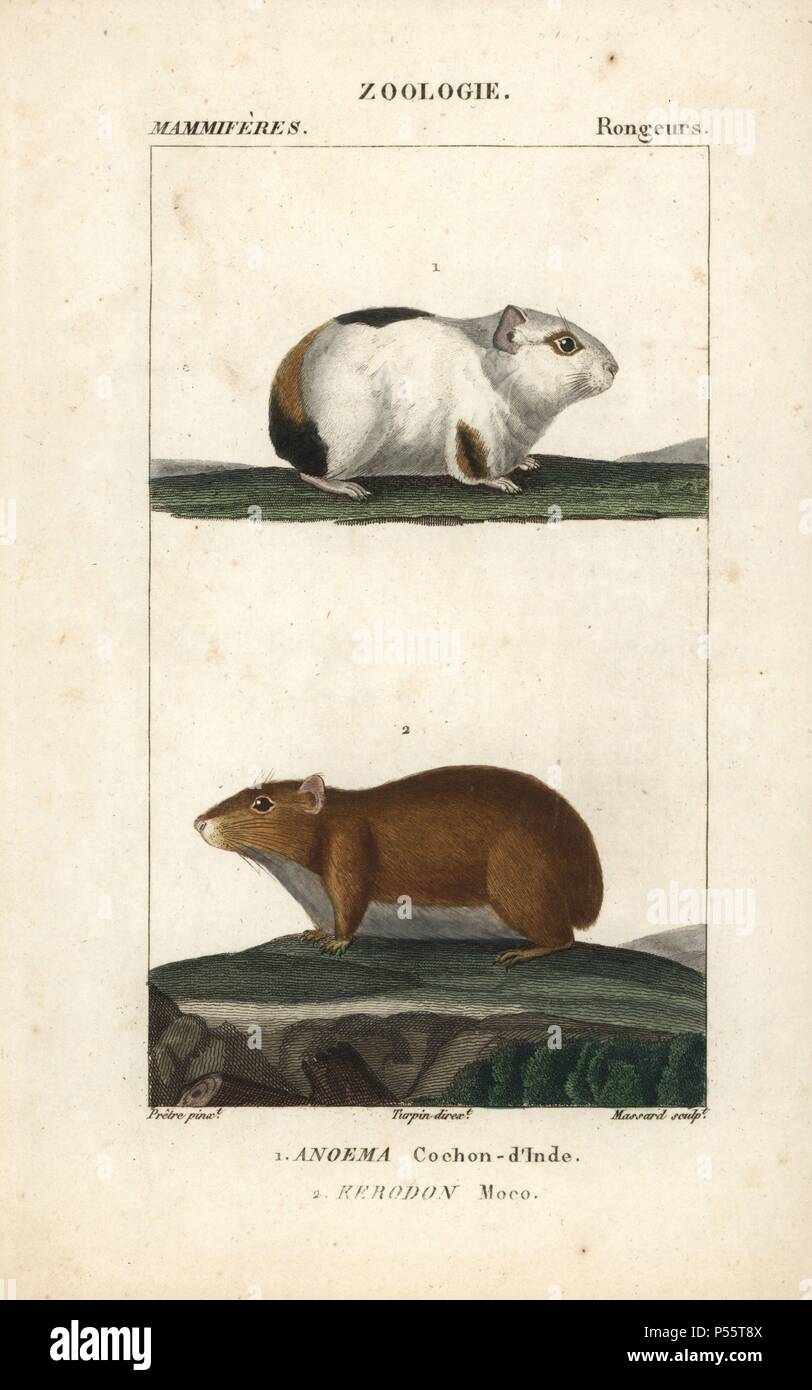 Guinea pig illustration hi-res stock photography and images - Alamy