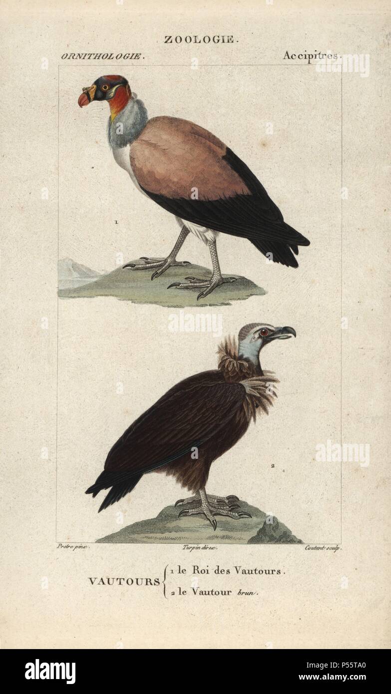 King vulture, Sarcoramphus papa, and cinereous vulture, Aegypius ...