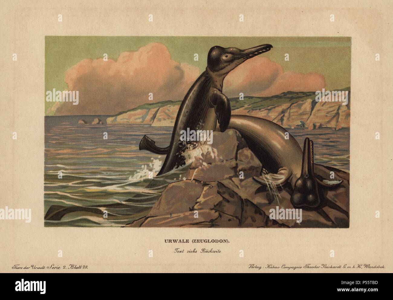 Basilosaurus (Zeuglodon), extinct genus of cetacean from the Eocene ...