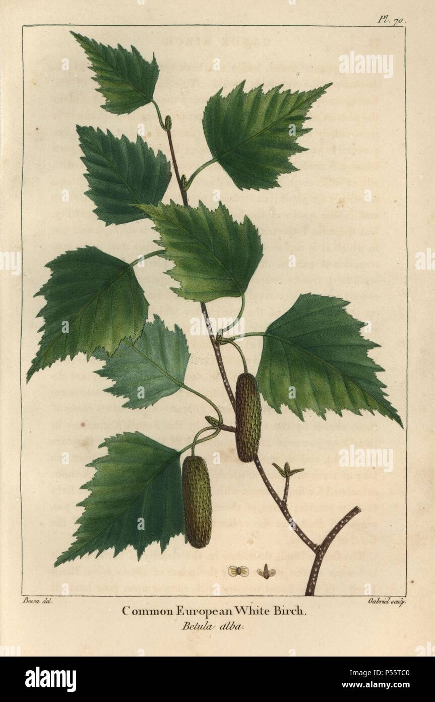 Copper birch tree hi-res stock photography and images - Alamy