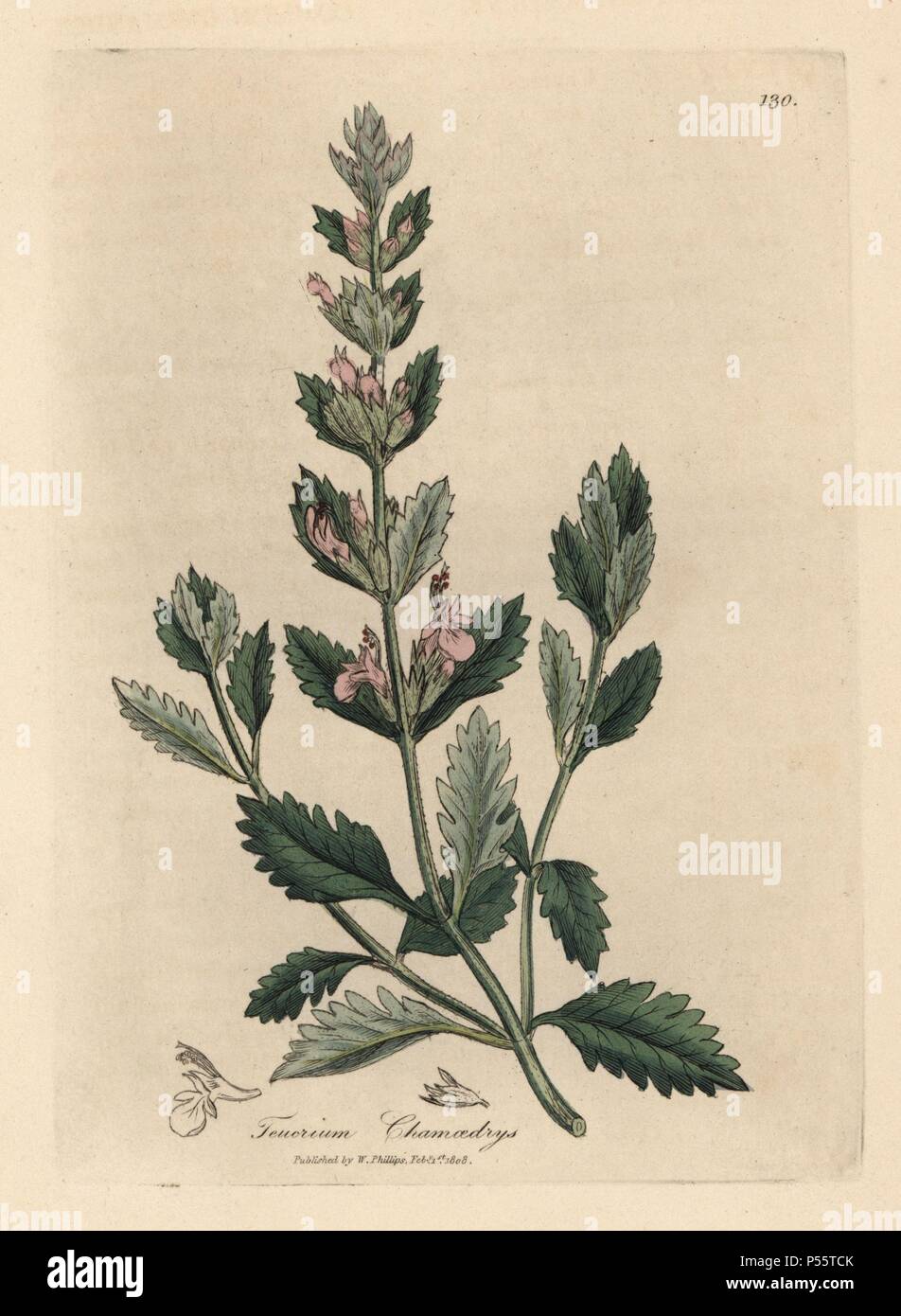 Creeping Germander Teucrium Chamaedrys Pro Status