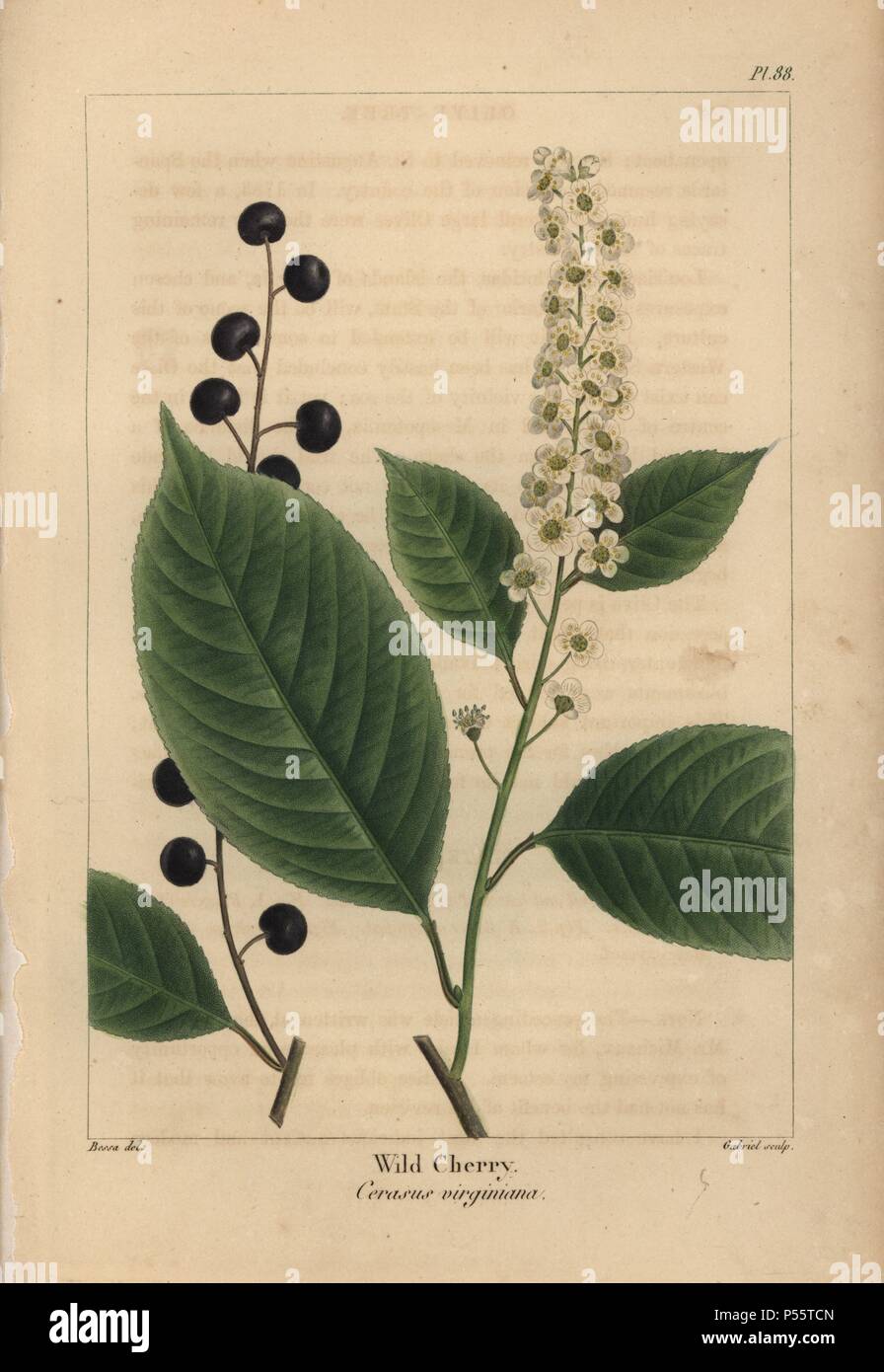 chokecherry tree drawing