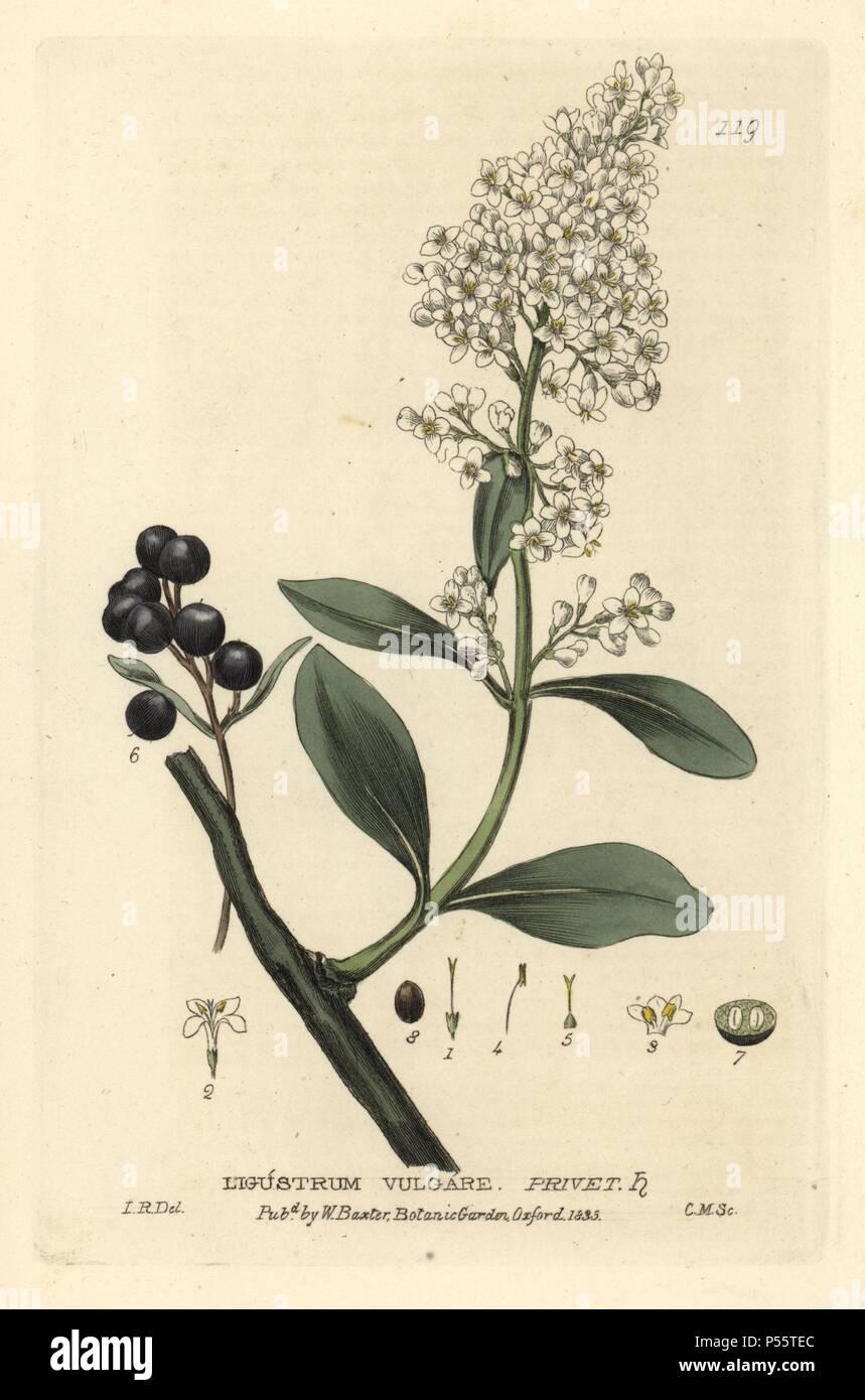 Privet, Ligustrum vulgare. Handcoloured copperplate engraving by ...