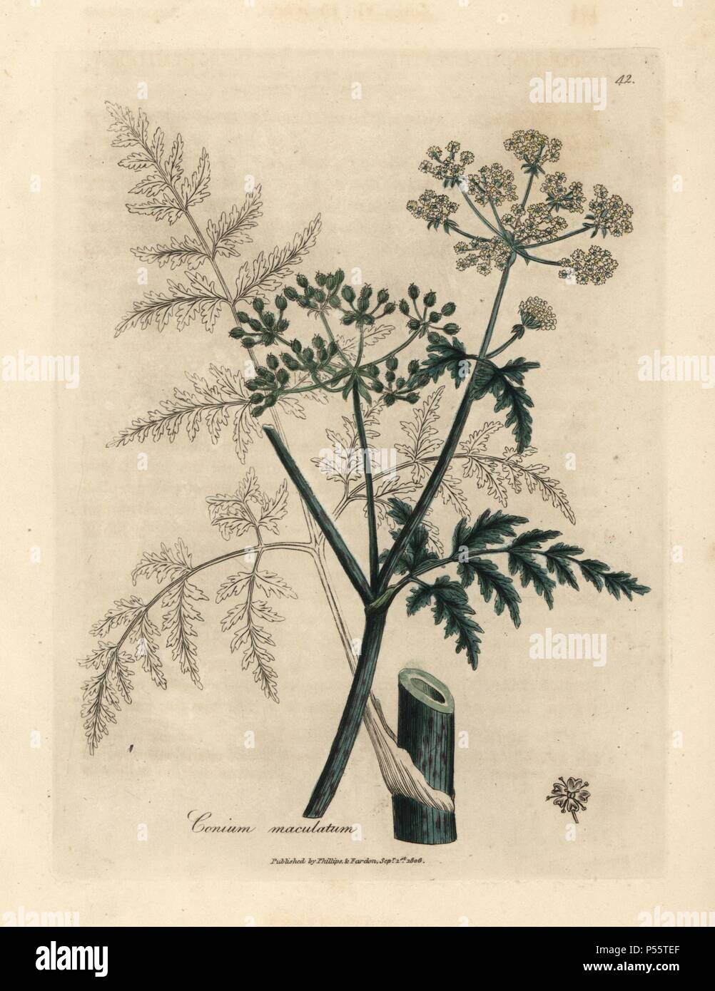 English hemlock hi-res stock photography and images - Alamy