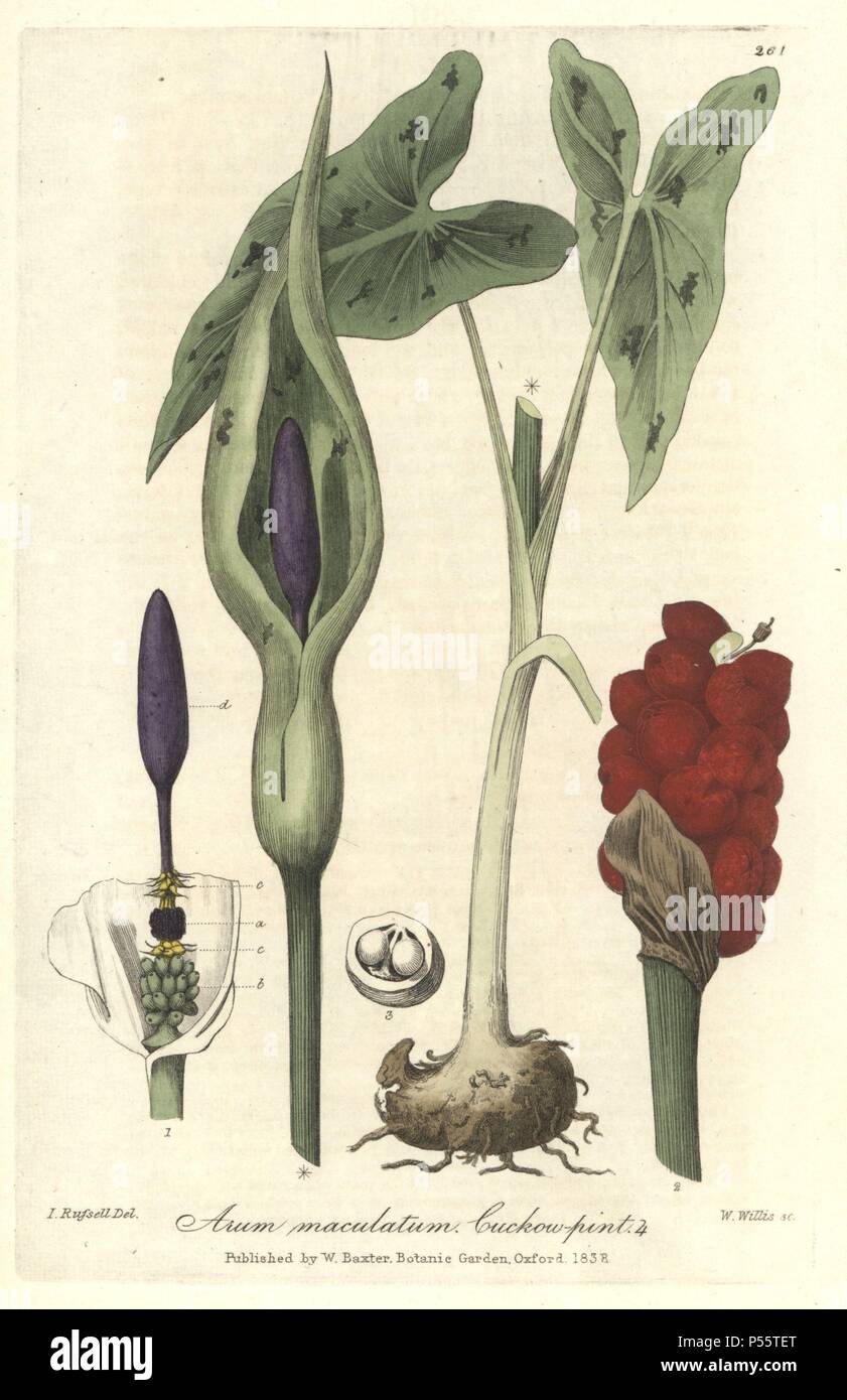 Cuckow-pint, Arum maculatum. Handcoloured copperplate drawn by Isaac ...