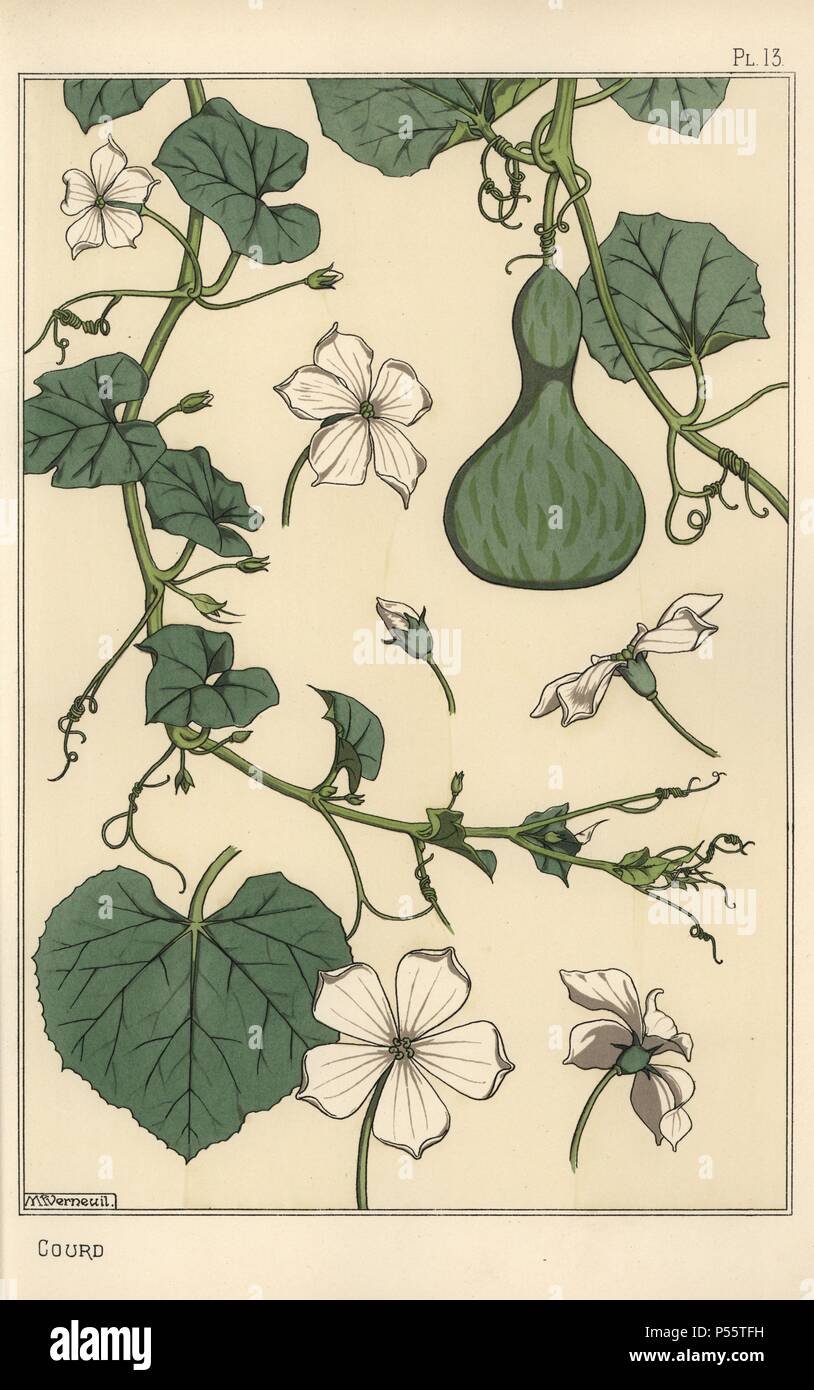 Botanical illustration of the gourd. Lithograph by Verneuil with ...