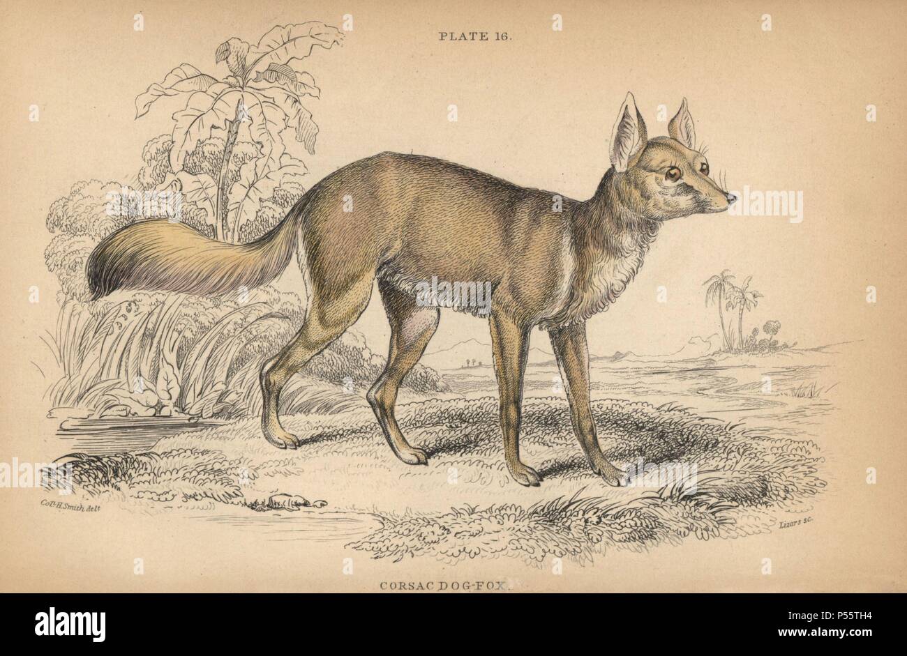 Steppe fox vulpes corsac hi-res stock photography and images - Alamy