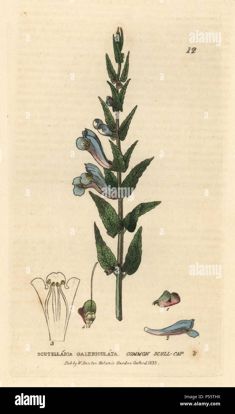 Common skull-cap, Scutellaria galericulata. Handcoloured copperplate ...