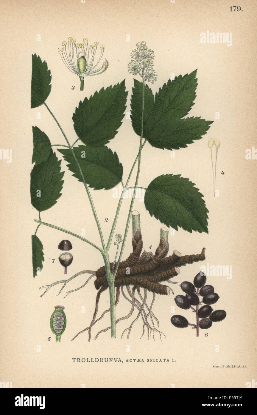 Eurasian baneberry or Herb Christopher, Actaea spicata ...