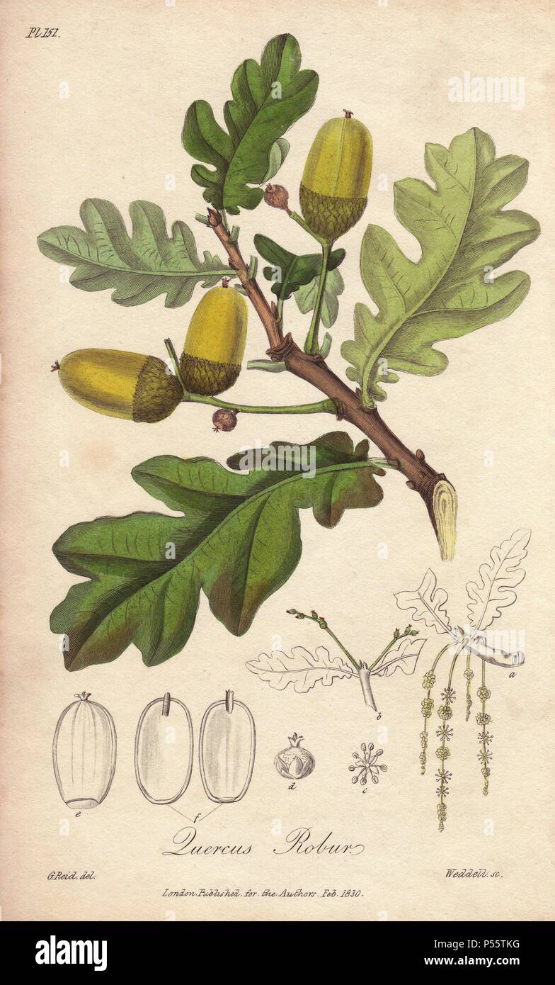 English oak tree, Quercus robur. Handcoloured botanical illustration ...