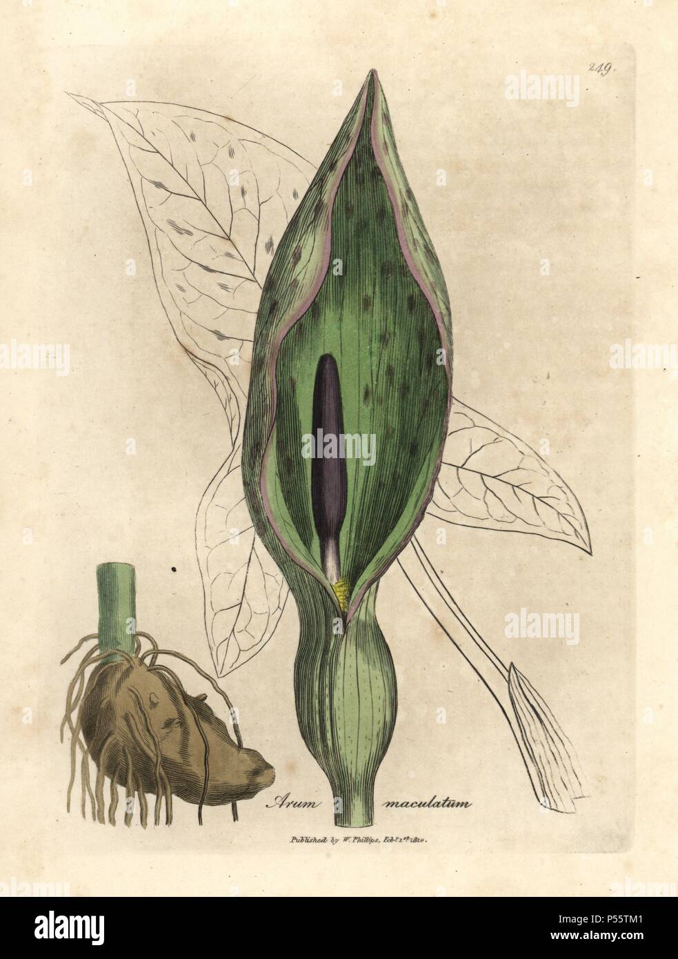 Arum maculatum botanical illustration hi-res stock photography and ...