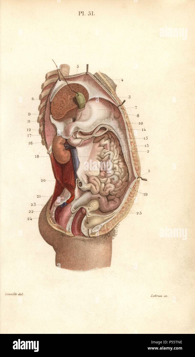Dissection abdomen hi-res stock photography and images - Alamy