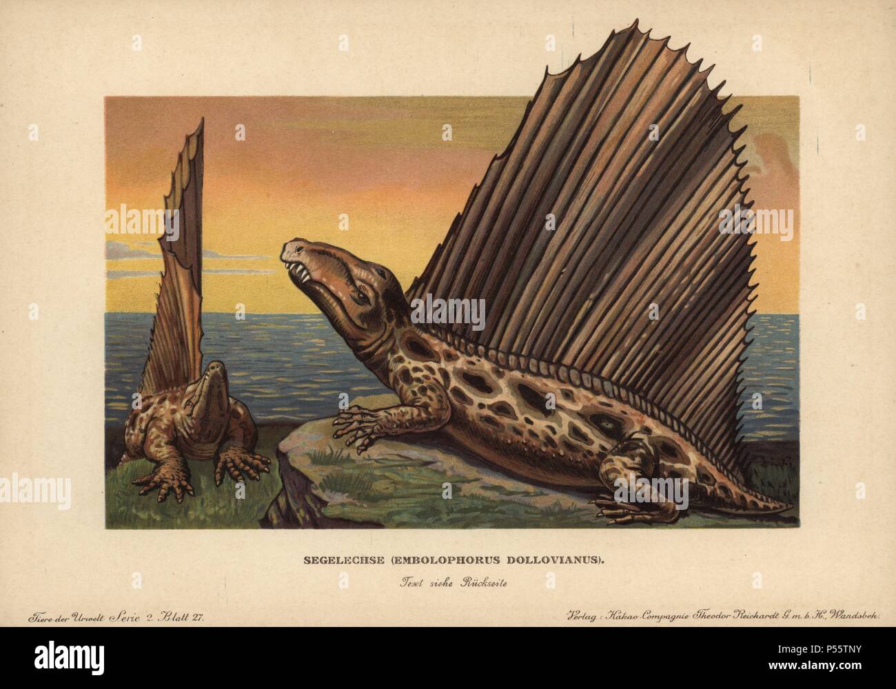 Dimetrodon dollovianus, predatory synapsid from the Permian. Colour ...