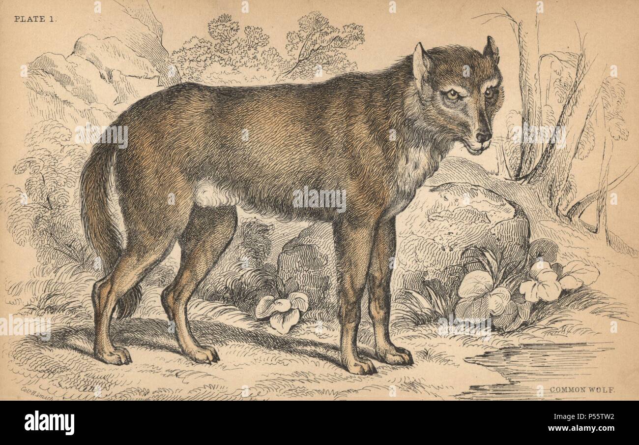 Common grey wolf, Canis lupus. Handcoloured engraving on steel by ...