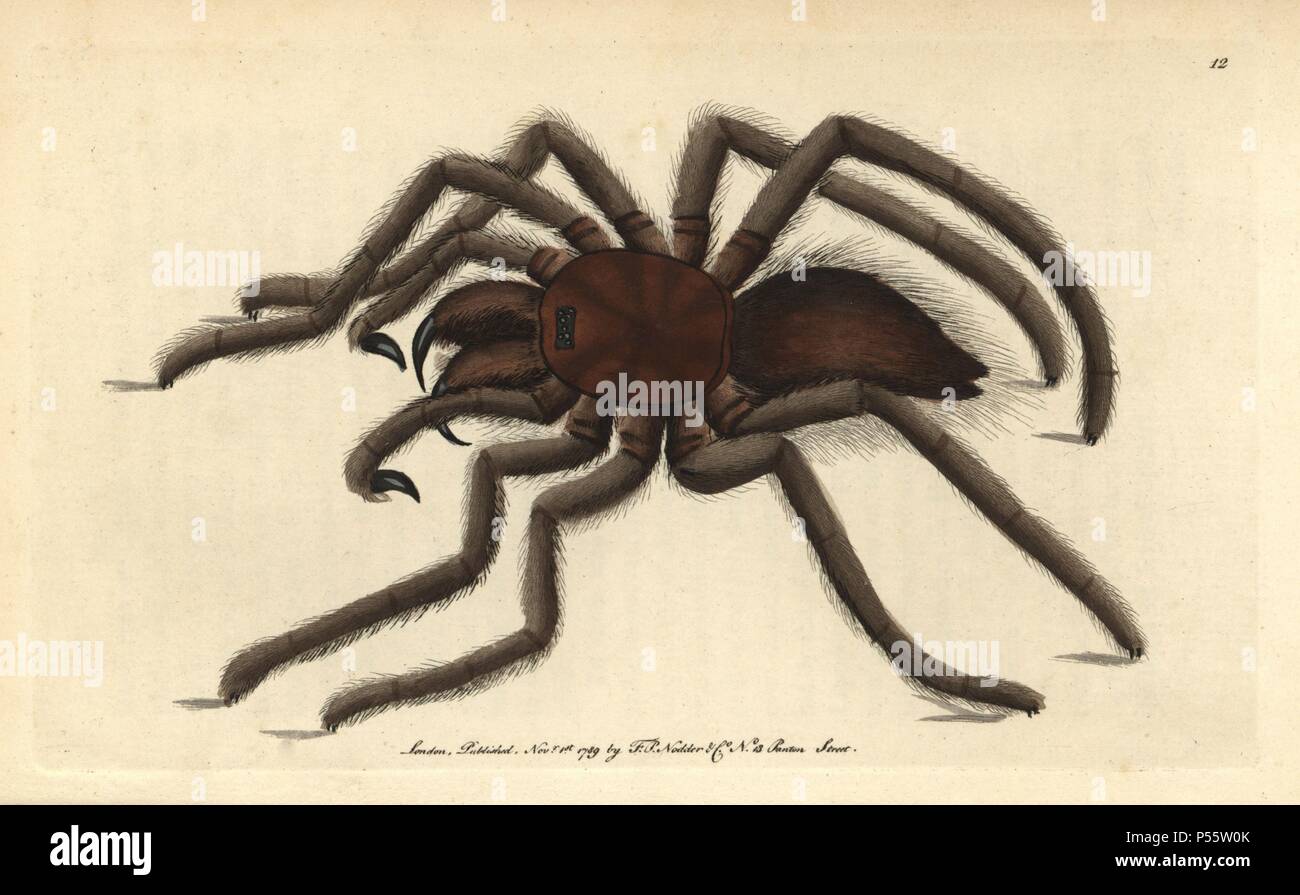 Bird-catching spider or pink-toed tarantula. Aranea avicularia ...