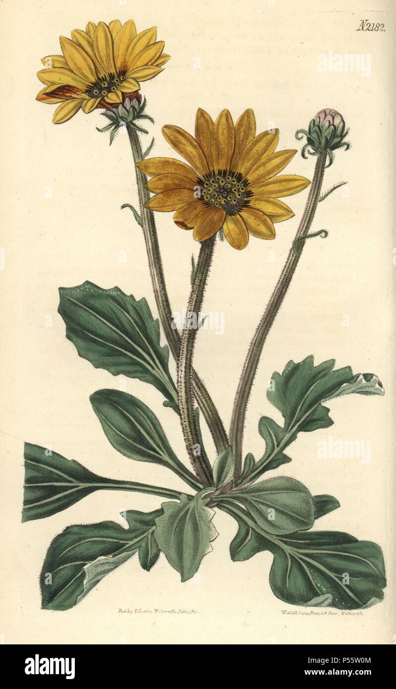 Showy arctotis, Arctotis speciosa. Handcoloured copperplate engraving ...
