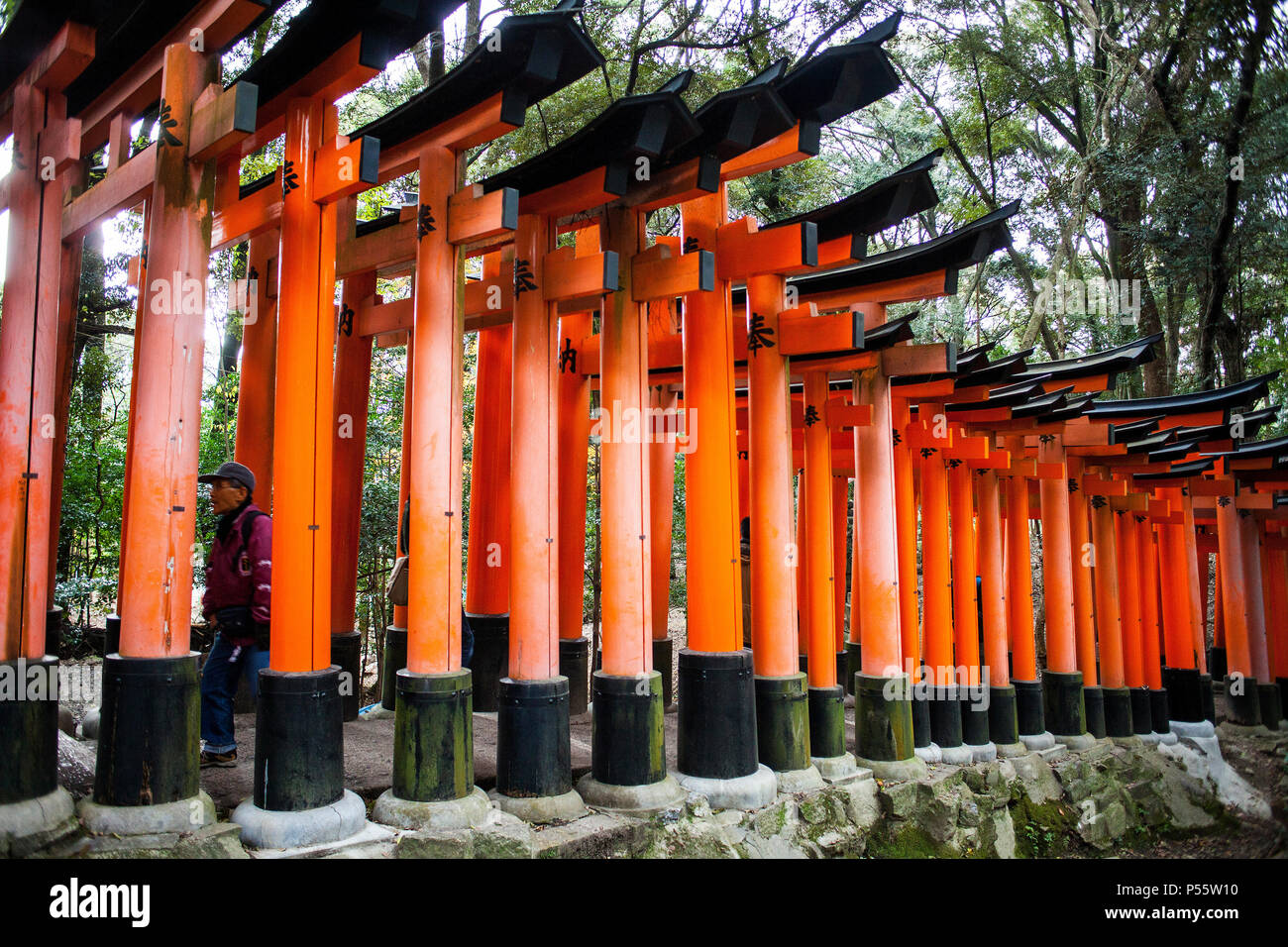 Torii Gates Japan