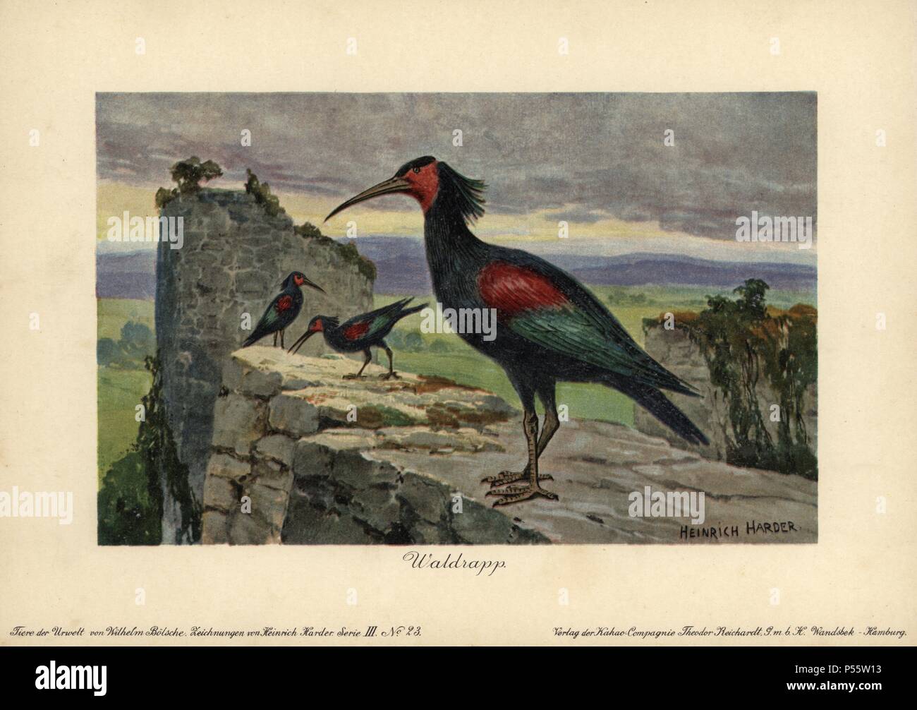 Geronticus balcanicus, ancestral form of the Northern Bald Ibis, Hermit ...