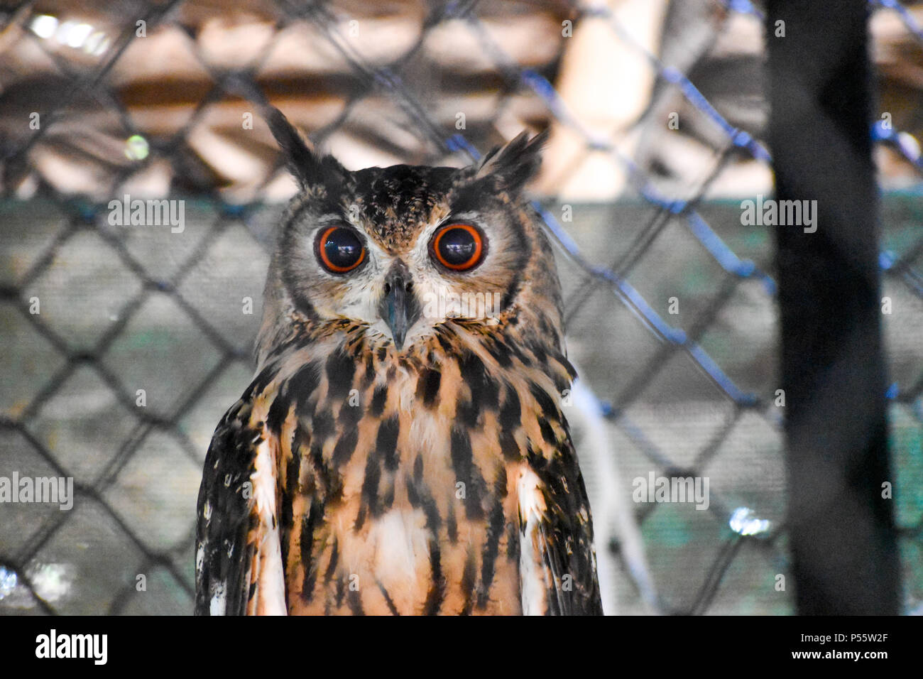 Owel hi-res stock photography and images - Alamy