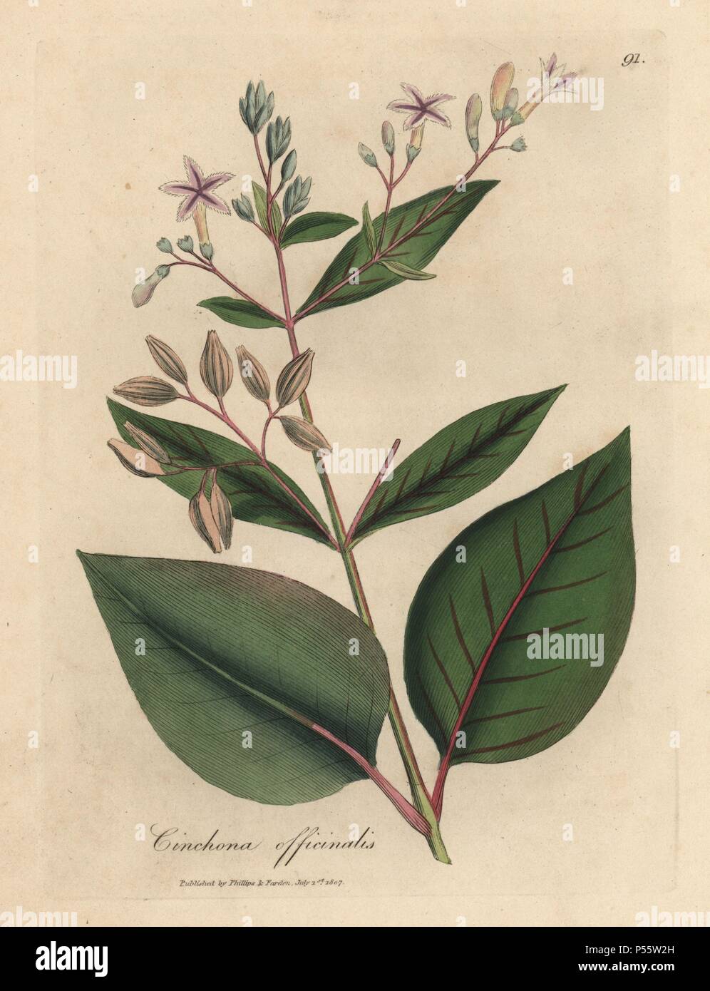 Cinchona Officinalis Tree