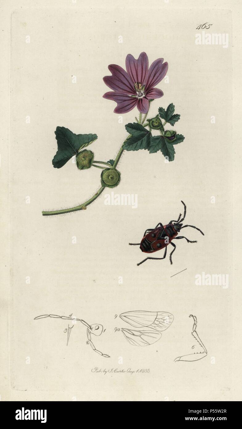 Copperplate illustrations plants hi-res stock photography and images ...